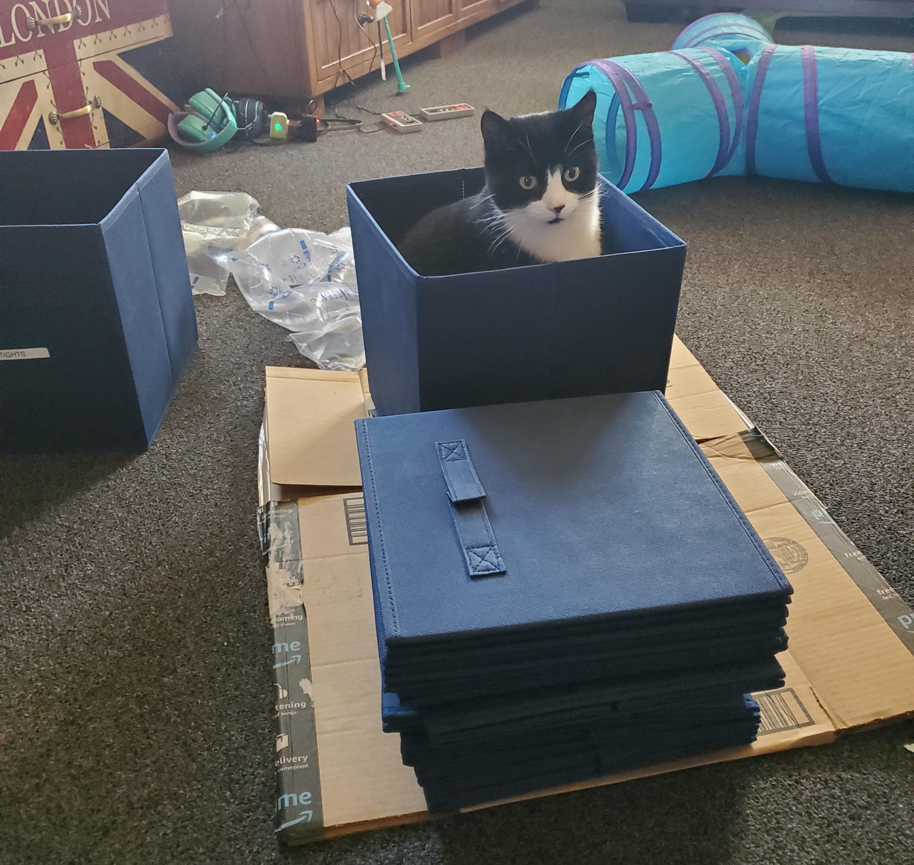 Easy-to-assemble cat traps | Scrolller