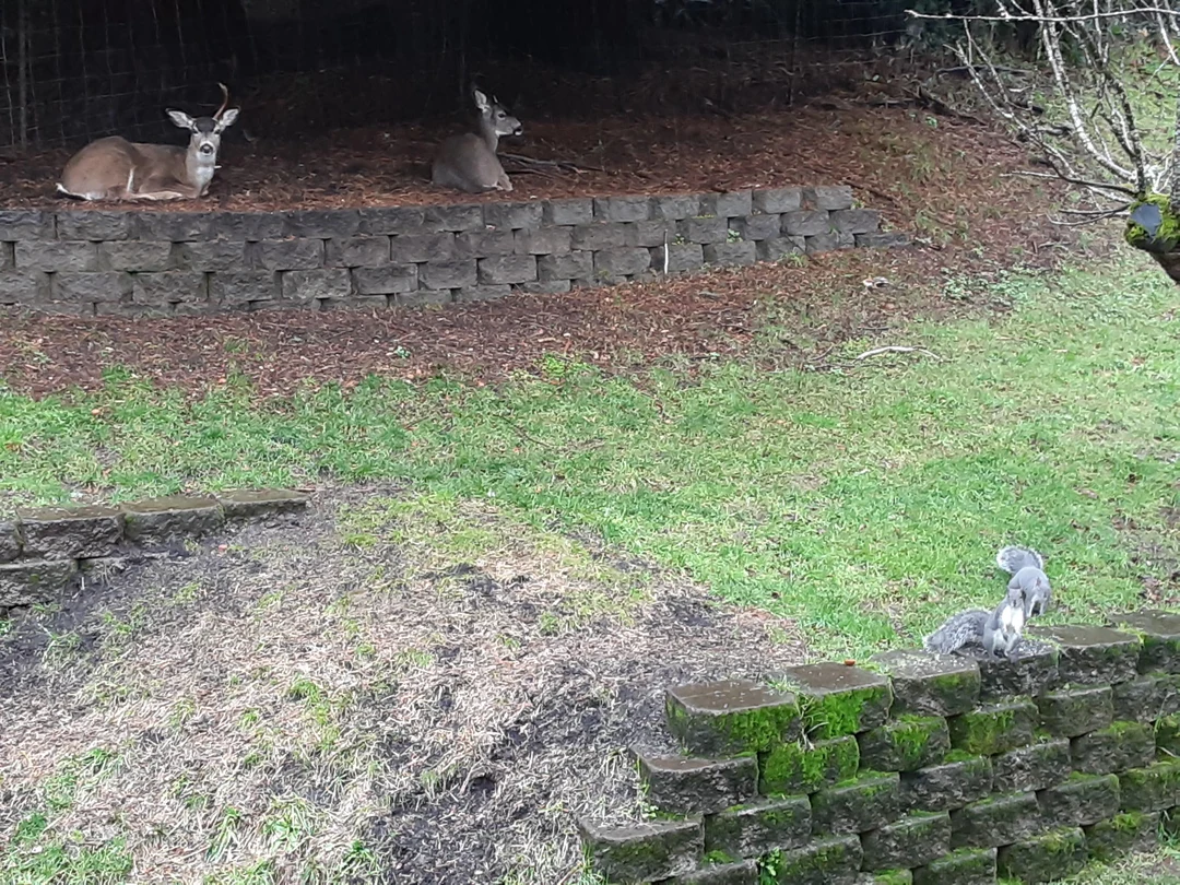 Some of our friends hanging out in the backyard. | Scrolller
