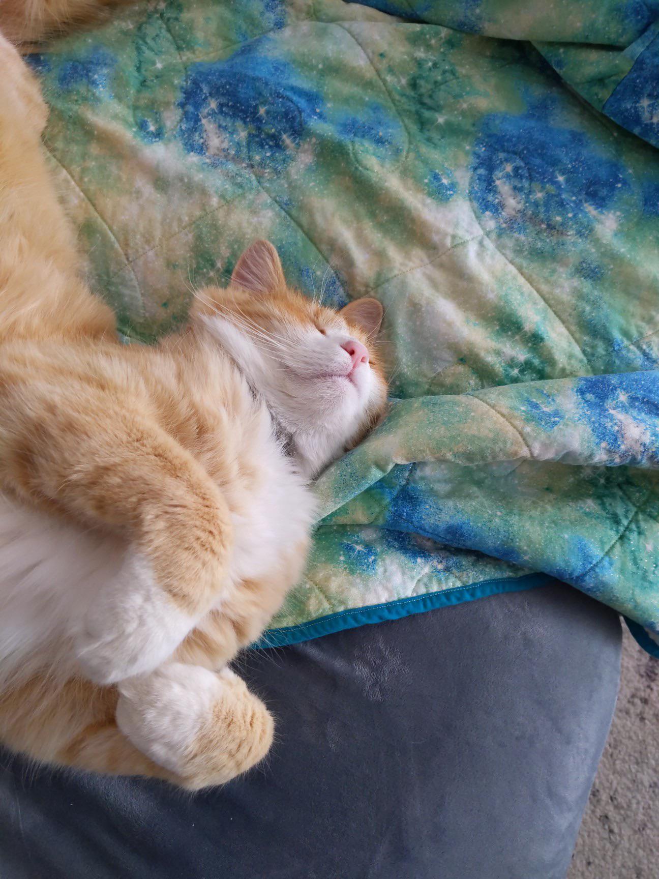 Meet Percy ️ | Scrolller