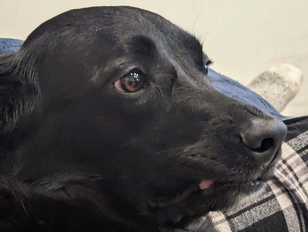 Can anyone help me figure out what's wrong with my dog? I'm absolutely ...