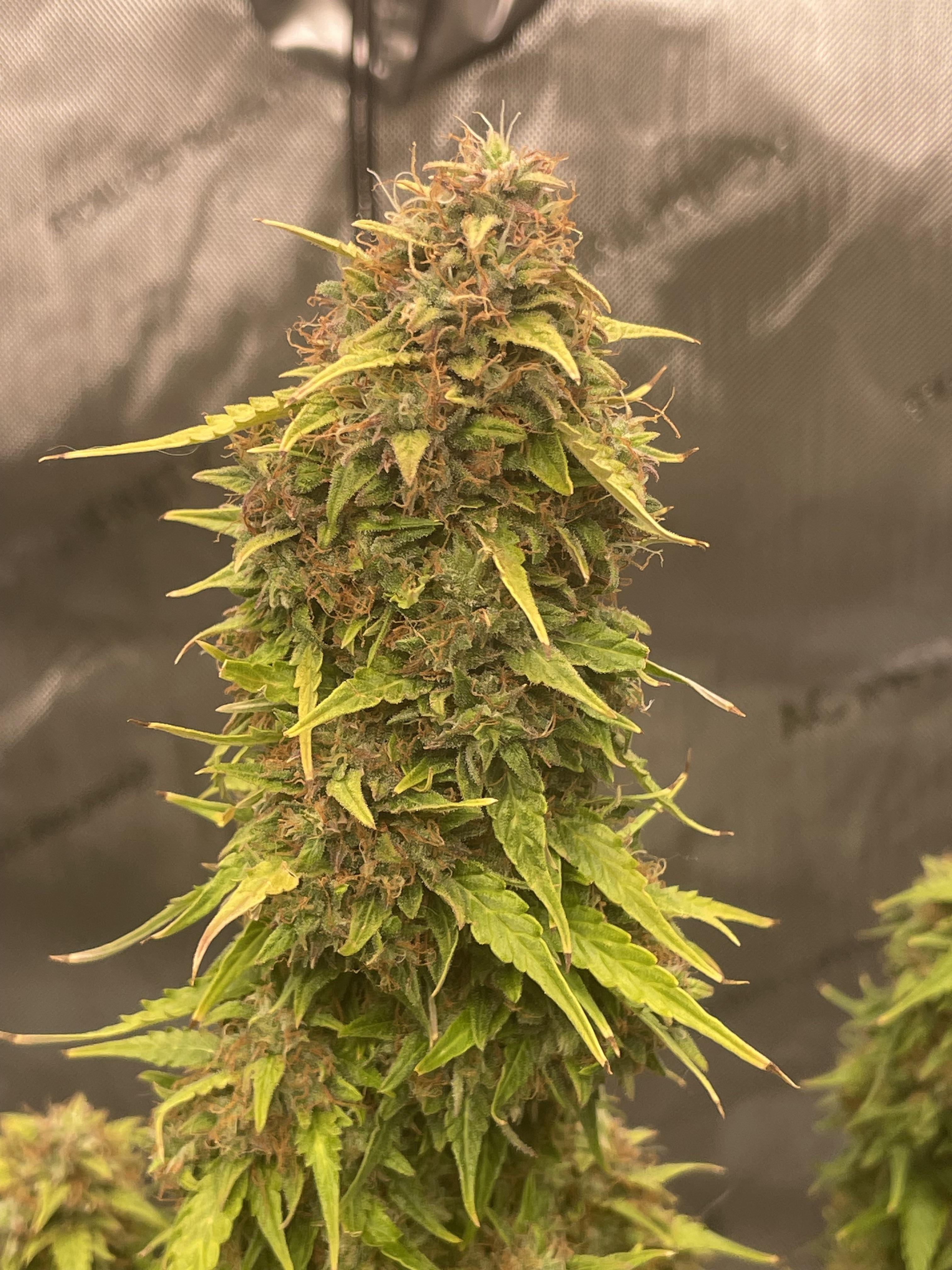 Week 6 Thai purple x blueberry | Scrolller