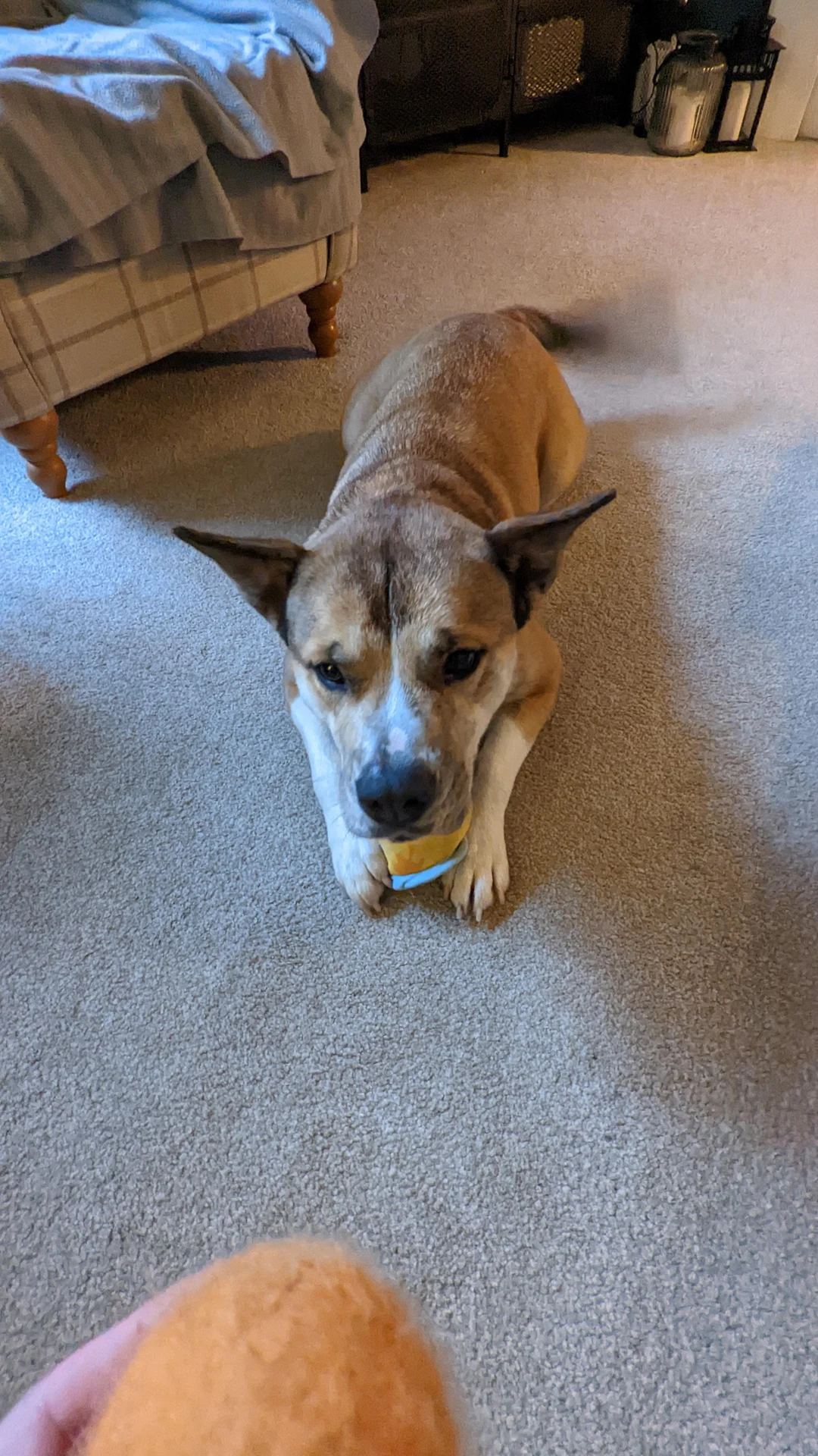 Husky X very stubborn in training! | Scrolller