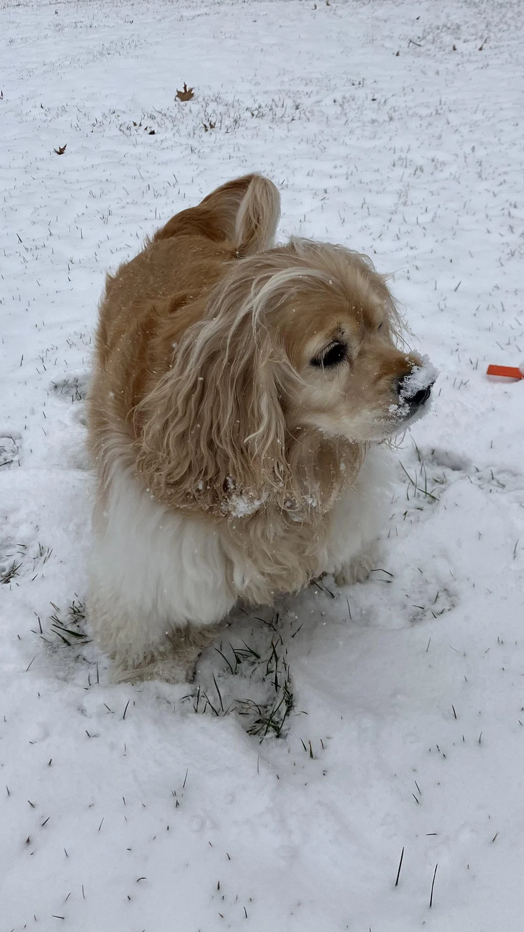 Mari the Cocker Spaniel Snow Dog | Scrolller