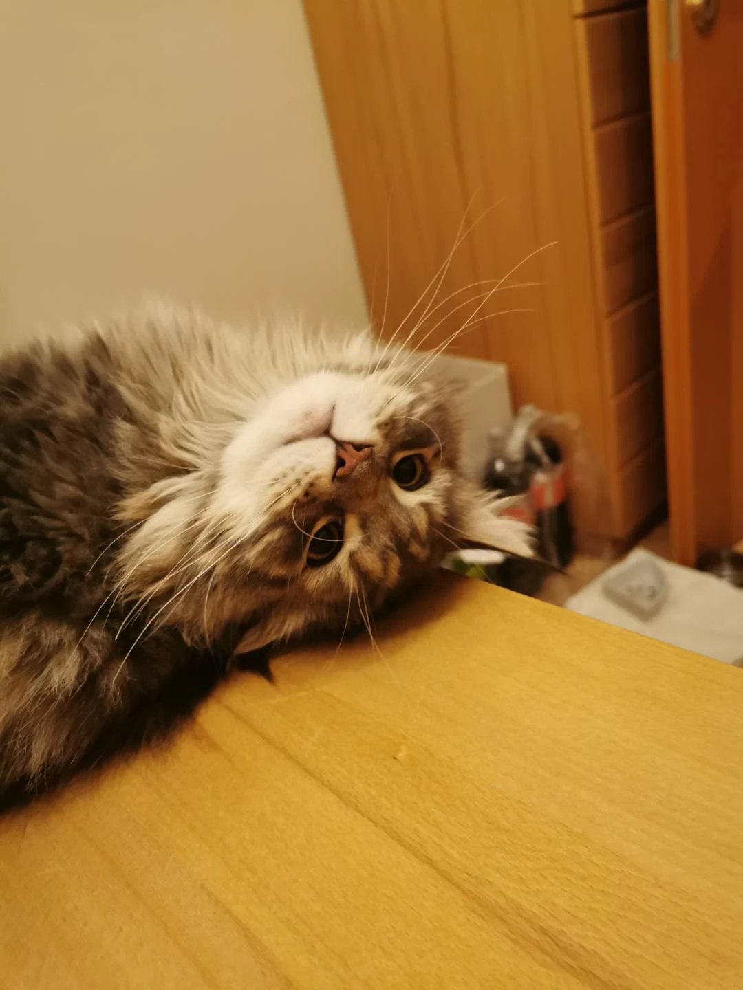 Just look at this little derp face 😁 | Scrolller