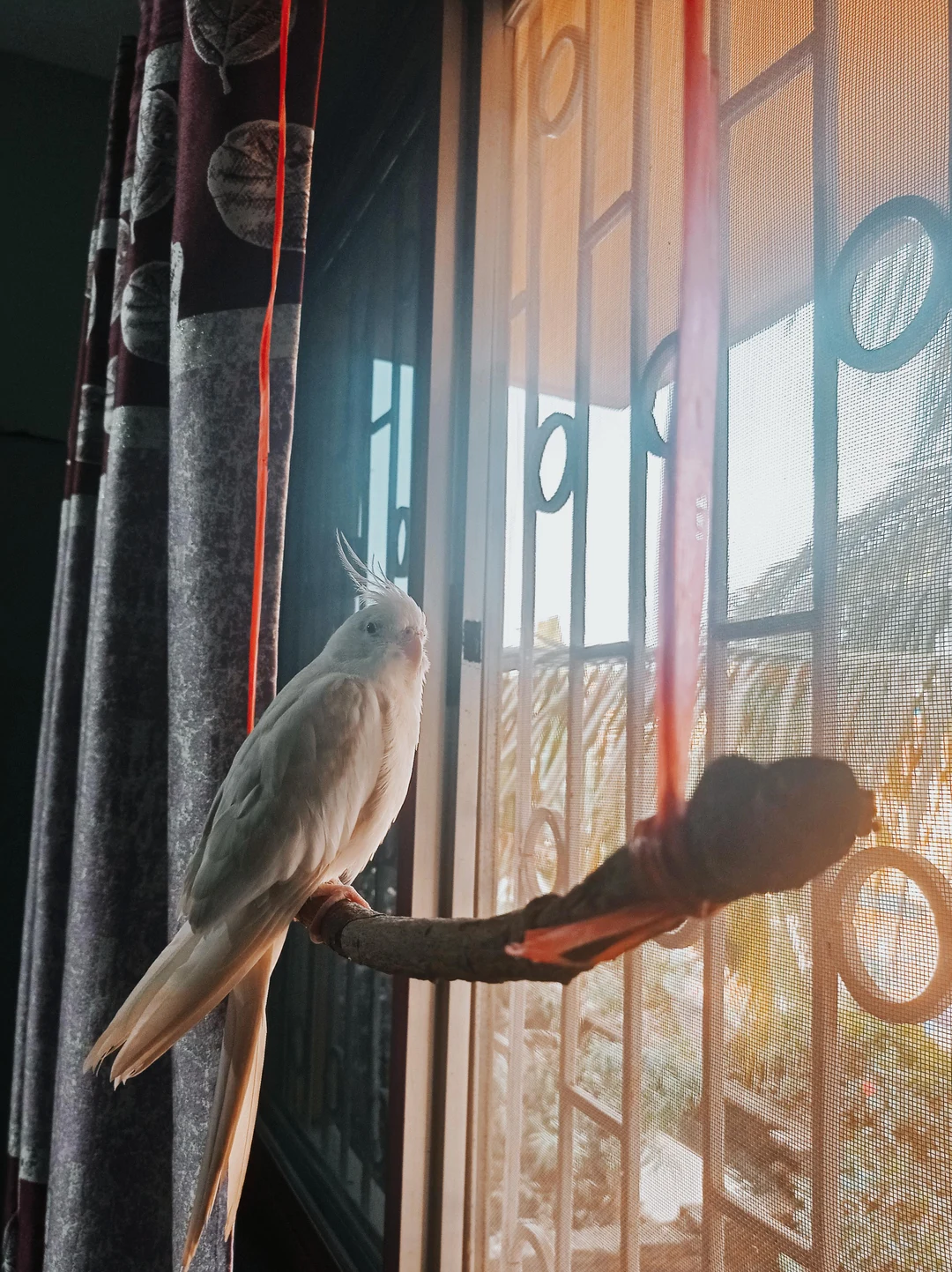 Rambo on his new swing by the window. | Scrolller