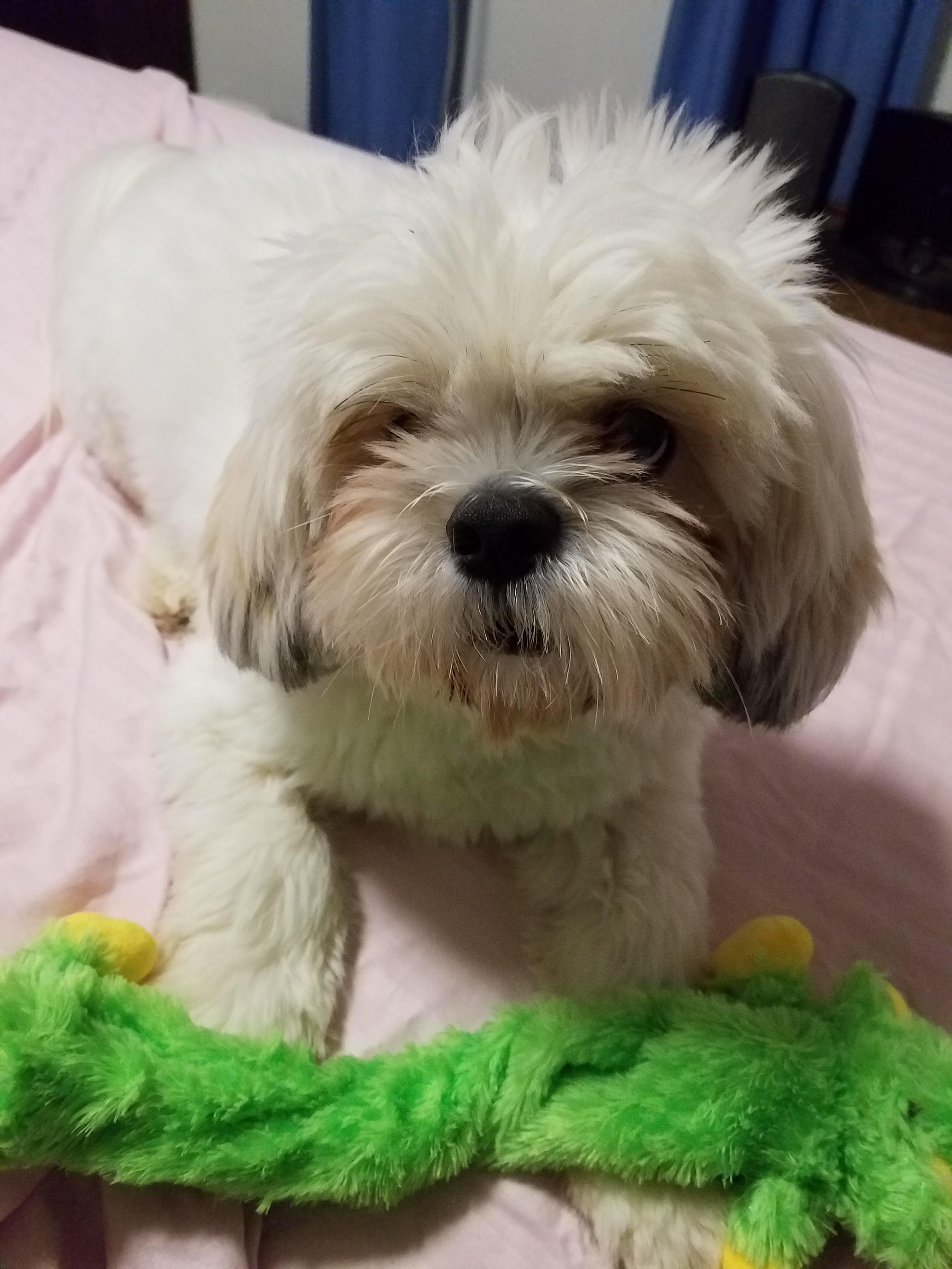 Lil Shih-Tzu, Big attitude! | Scrolller