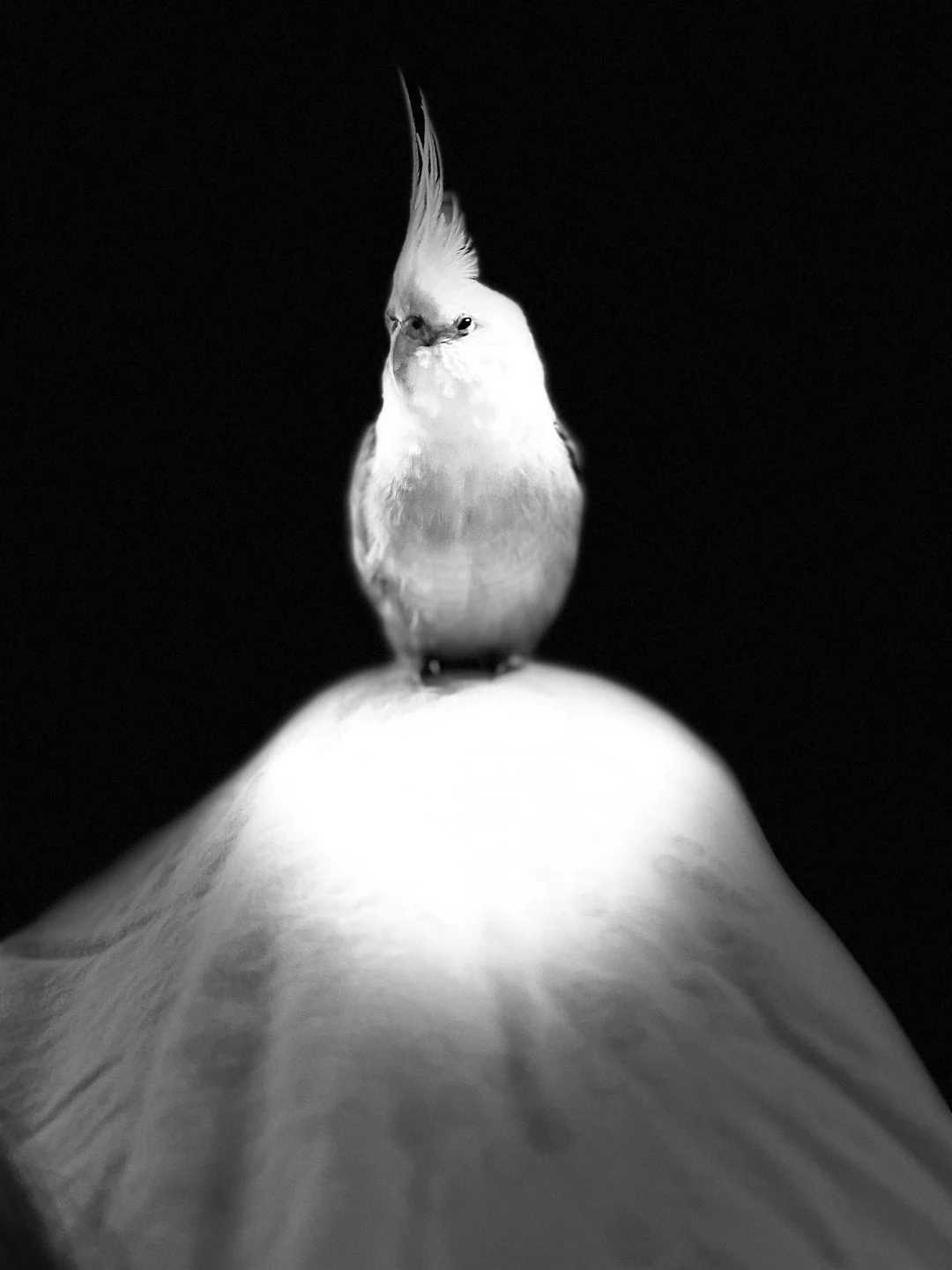 Judging you from his throne | Scrolller