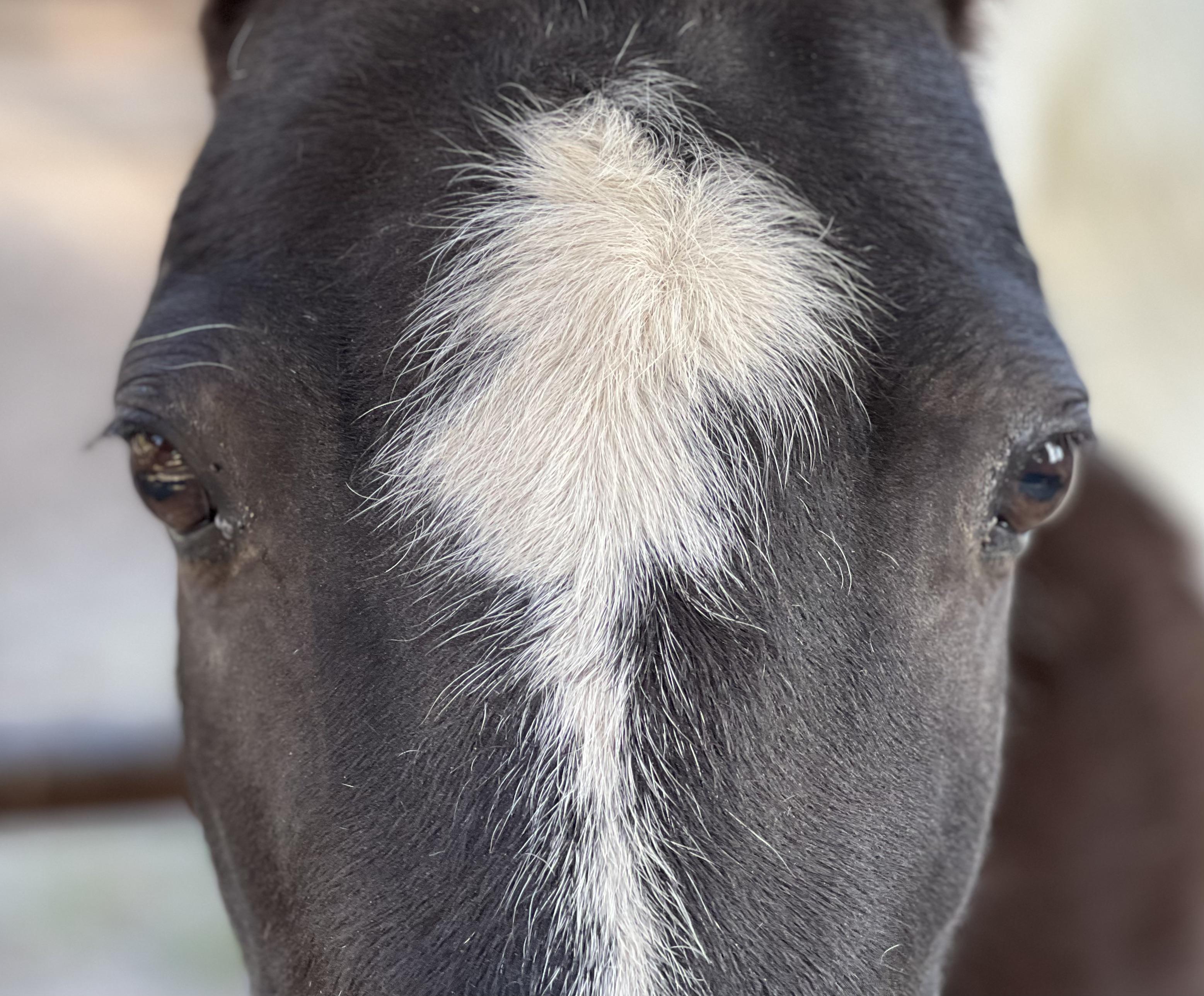 Our new rescue | Scrolller