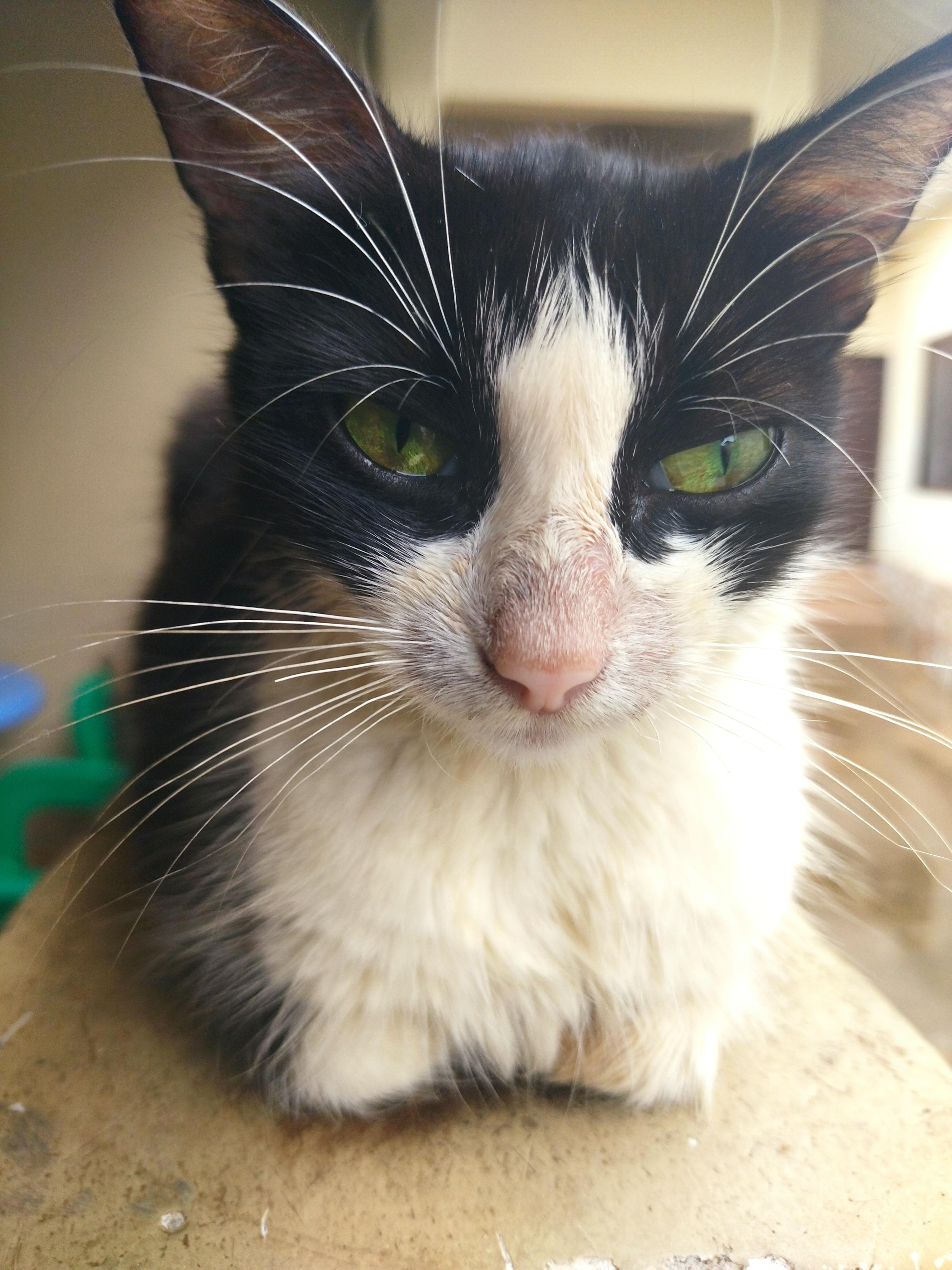 Meet Mr T, the killer of mice and roaches. no cuteness here just violence | Scrolller