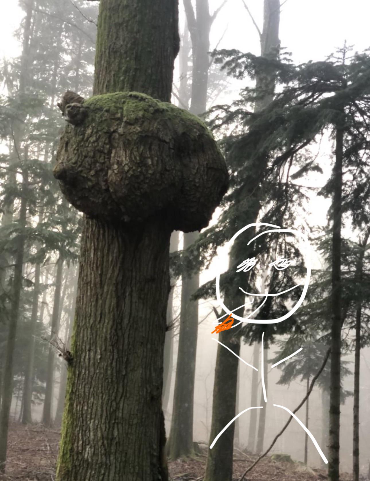 Discover more like Trees: Trees sub right now🫡 and Related Content | Scrolller