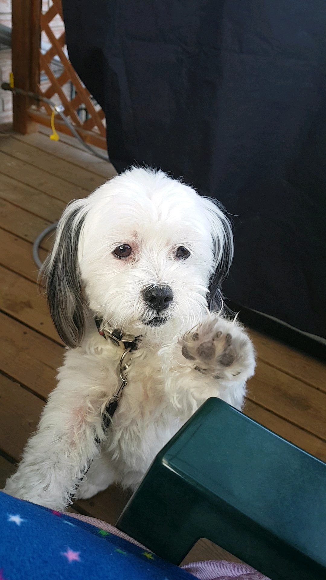 [OC] boop ️ | Scrolller