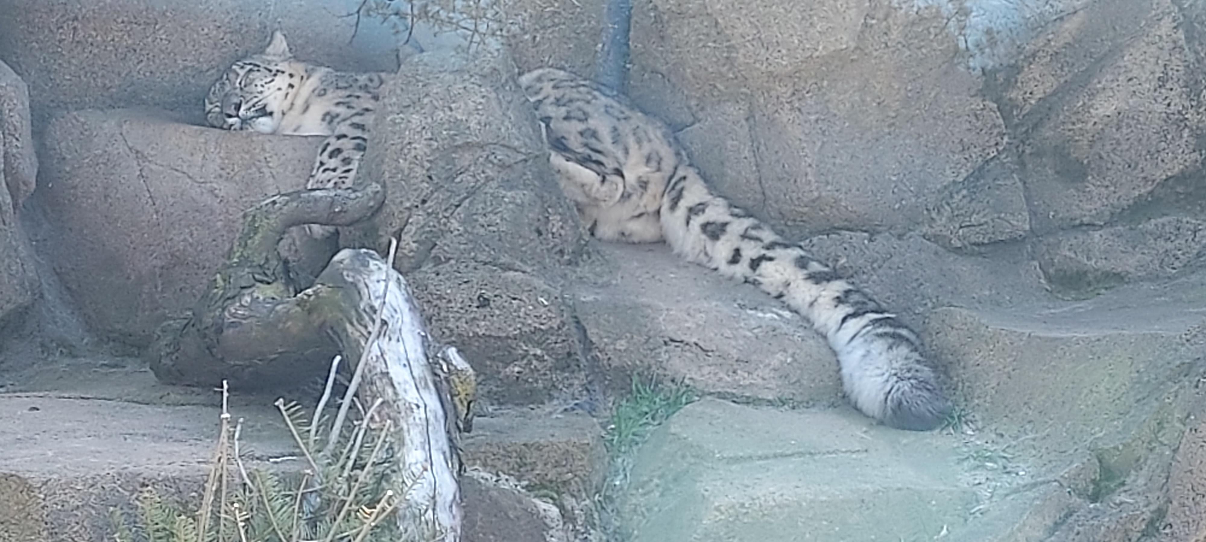 Sleepy Scrolller