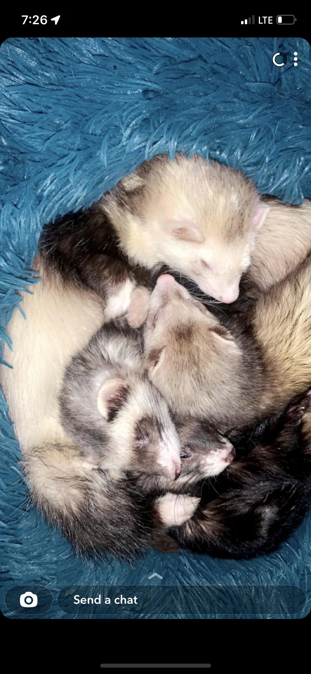 Finally got a pic with all four sleeping | Scrolller