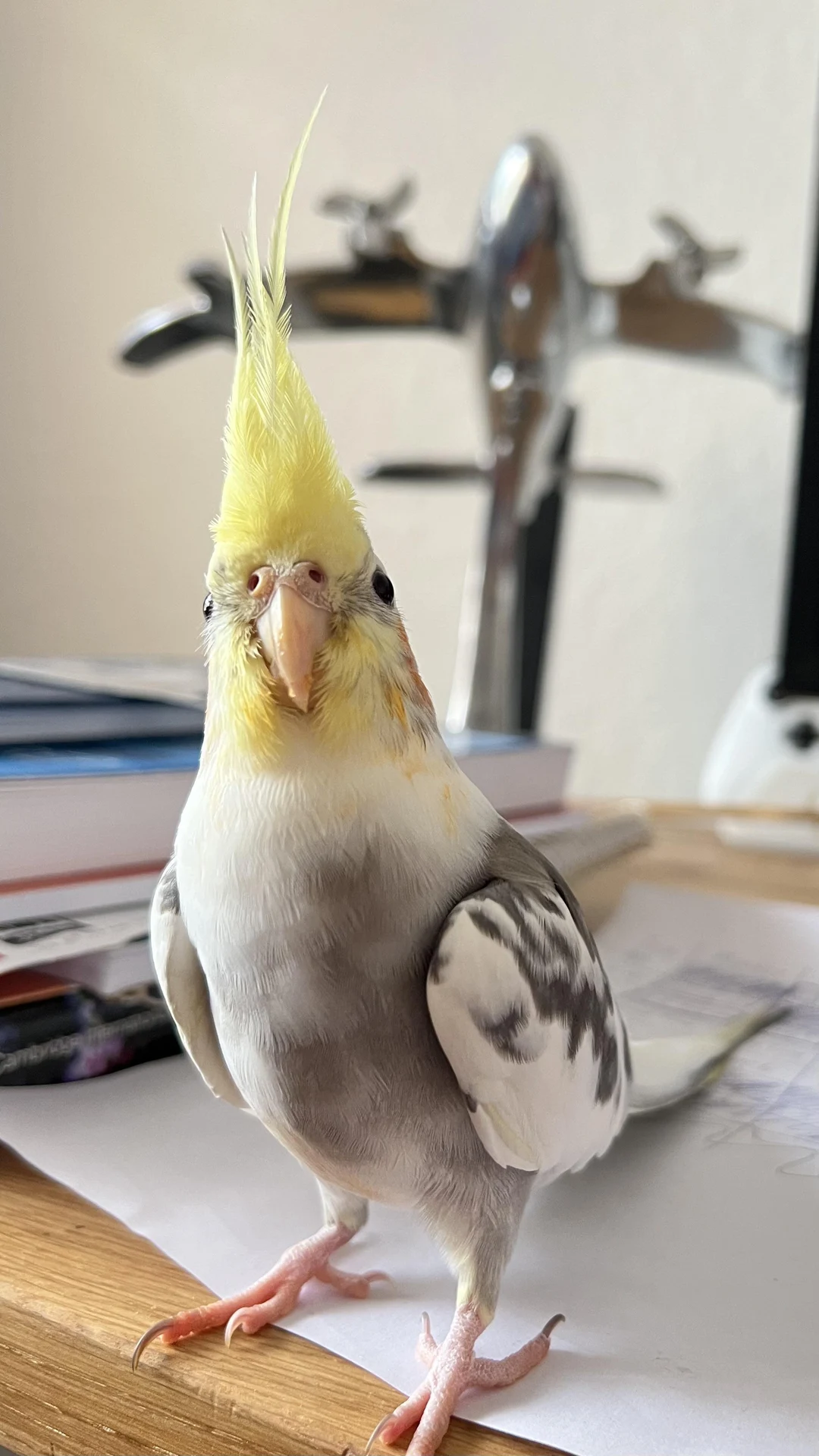 Help my birb looks like a triangle what do I do?? | Scrolller