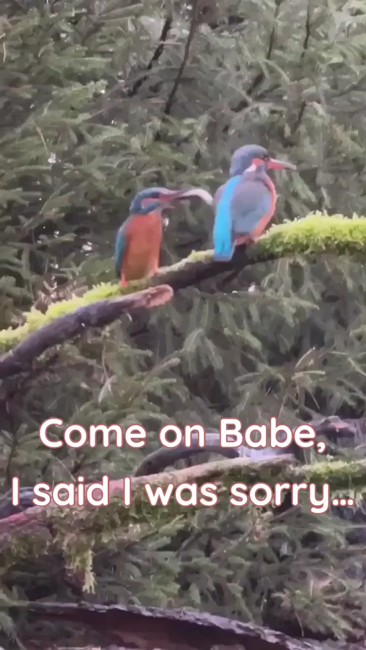 Birds do it… | Scrolller