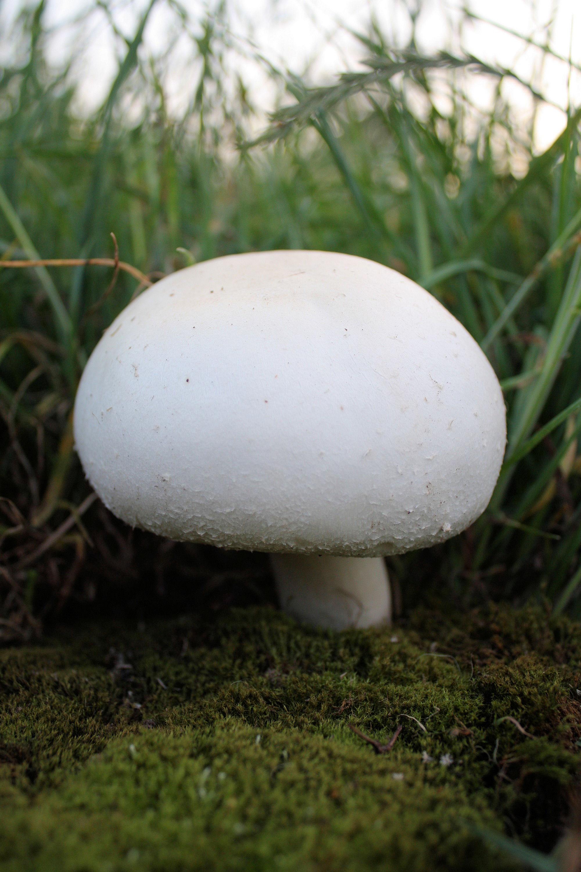 Horse mushroom | Scrolller