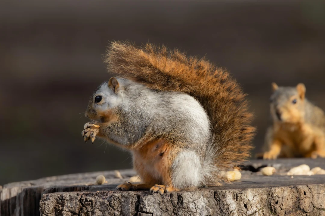 A leucistic squirrel I feed in my neighborhood park. | Scrolller