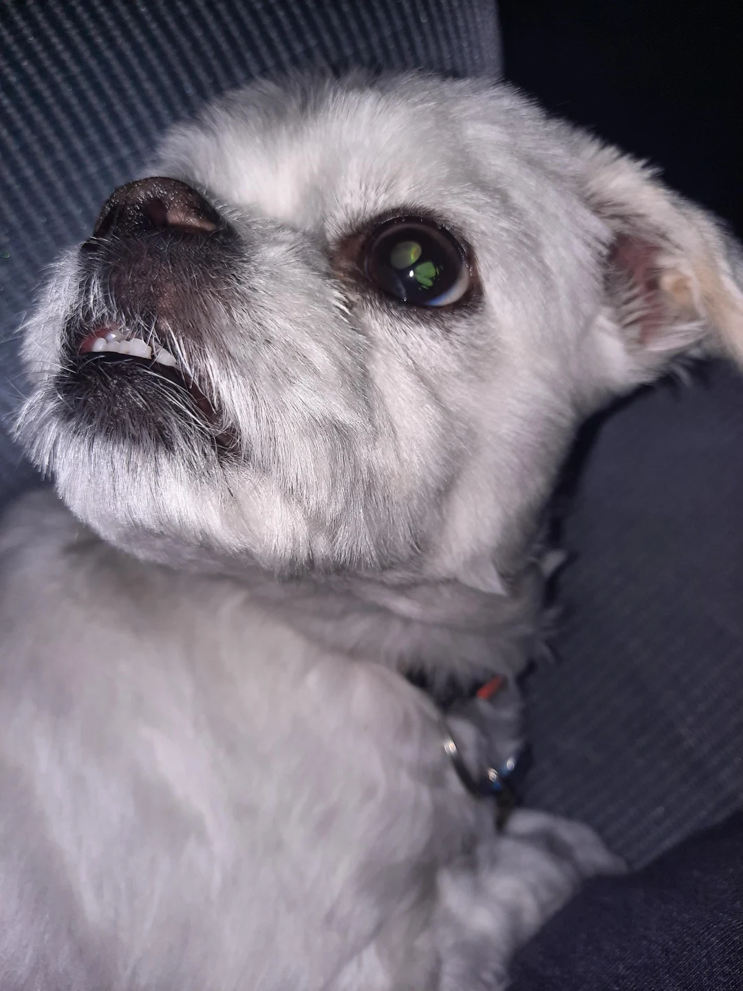 She's old, so sometimes her teeth show. | Scrolller