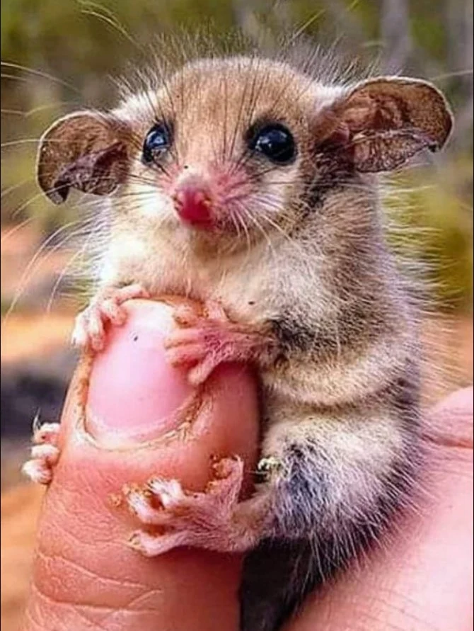 Australian pygmy possum world smallest possum | Scrolller