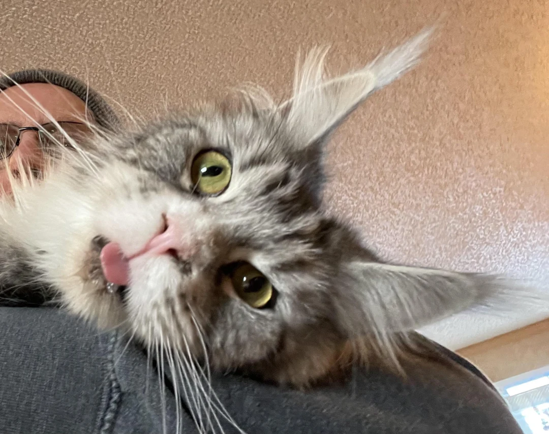 Blep. | Scrolller