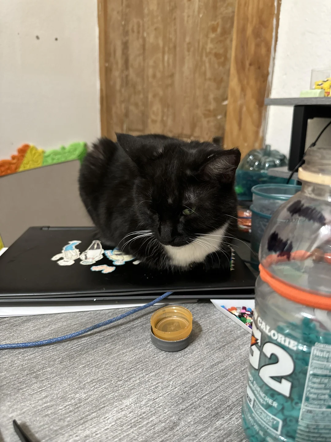 Loafing on my laptop | Scrolller