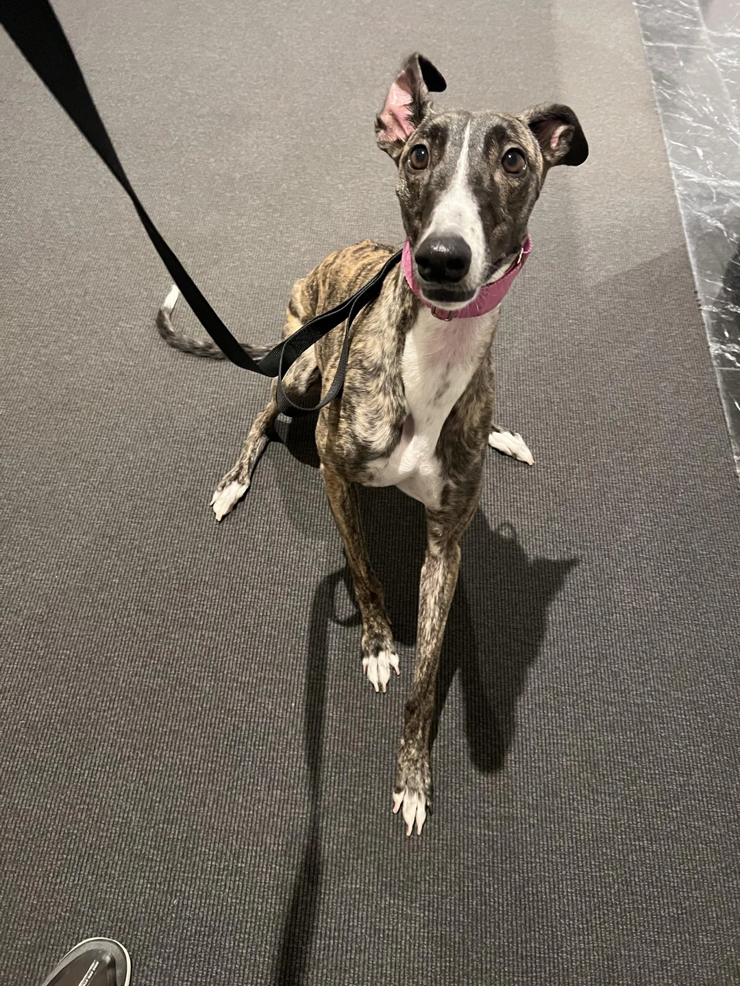 Snickers is ready for bed post-walk | Scrolller