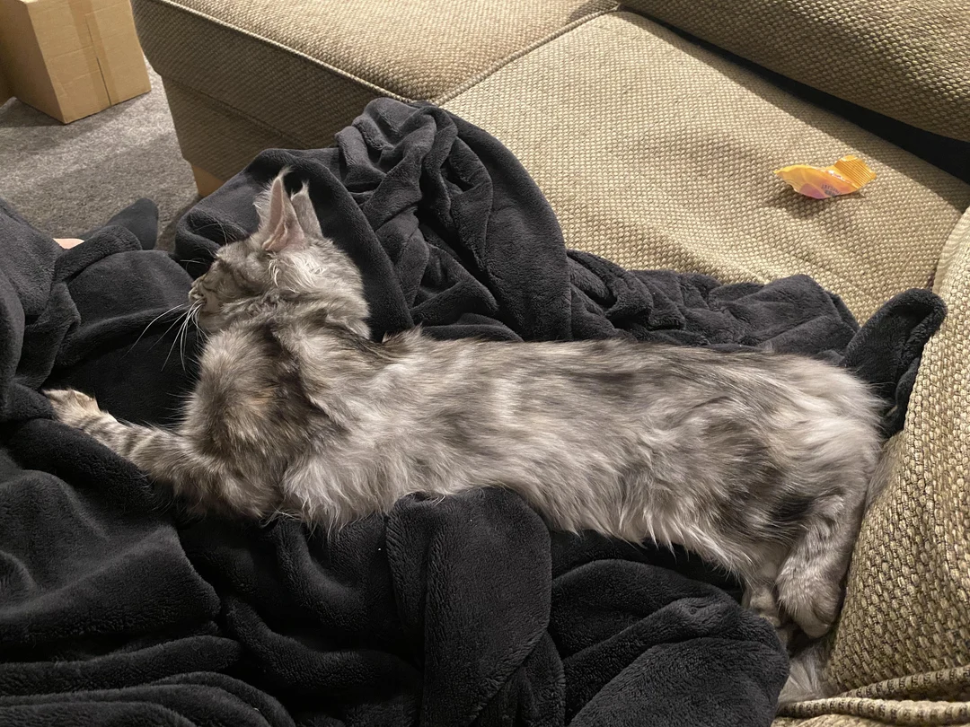 Extended edition Willow. She’s hilariously long now, turned 5 months on wednesday | Scrolller