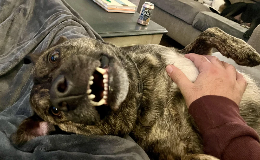 Rub my belly, human. | Scrolller