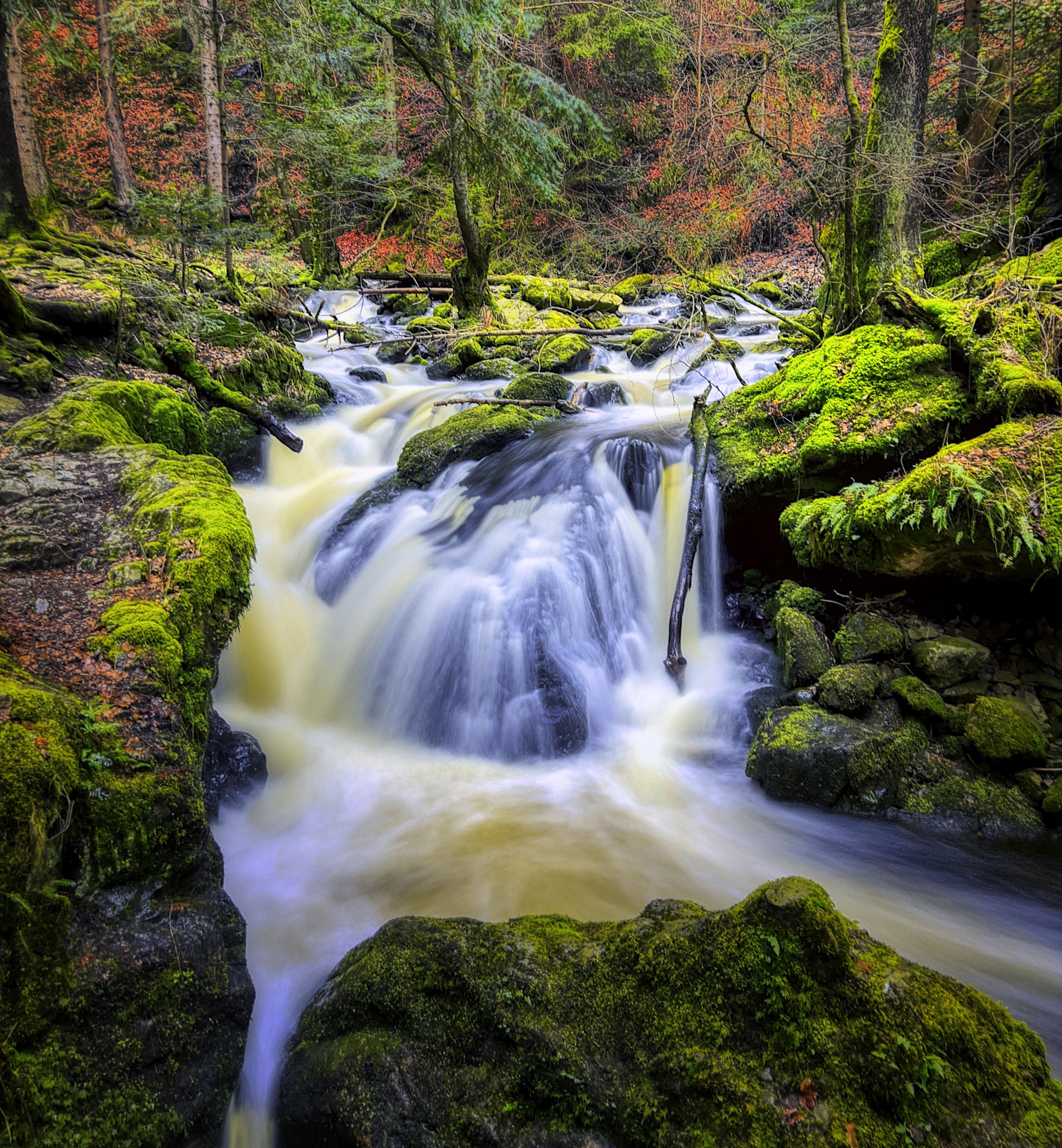 Black Forest | Scrolller