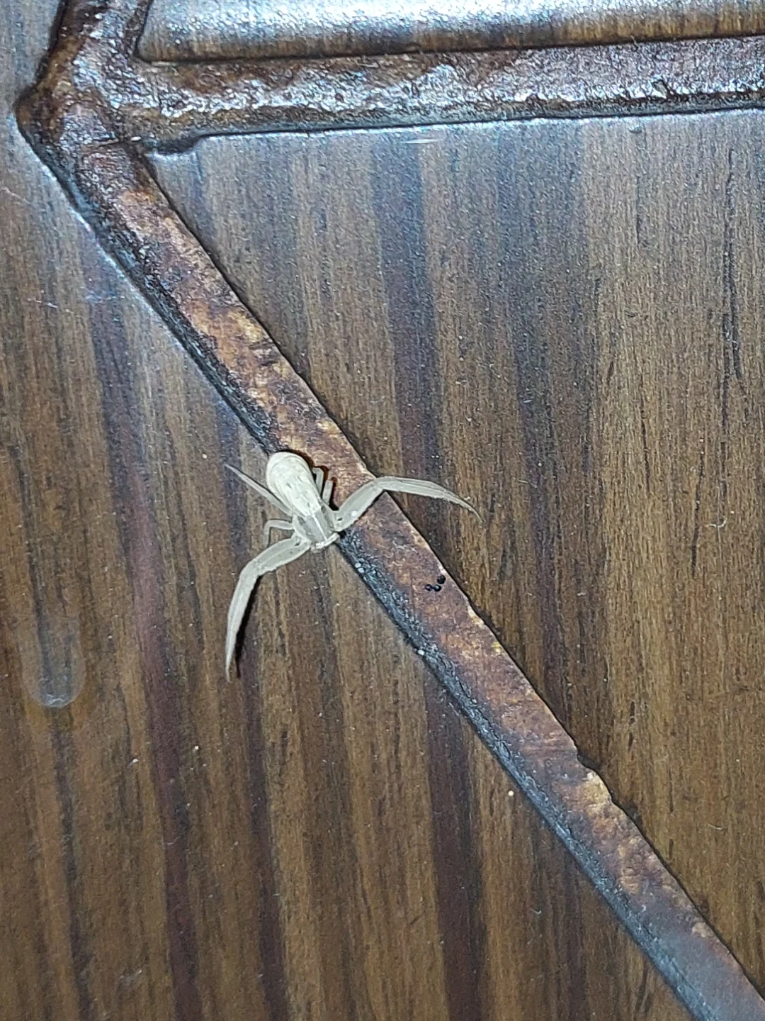 Which insect is this? | Scrolller