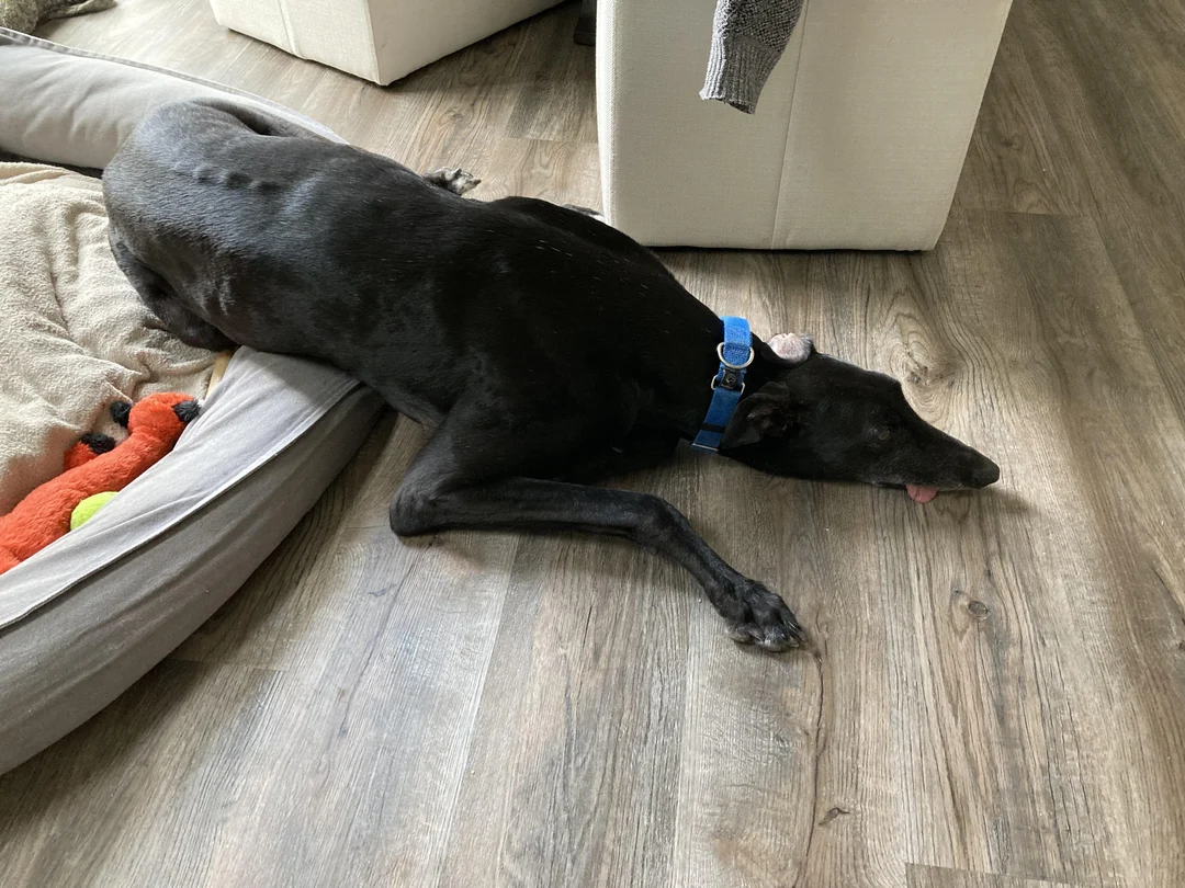 Bed fail + Tongue Out | Scrolller