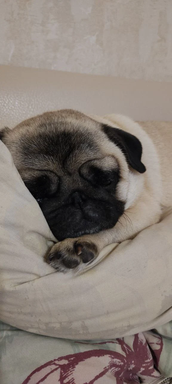 Discover more like Pug: Sweet sleep 😴 and Related Content | Scrolller