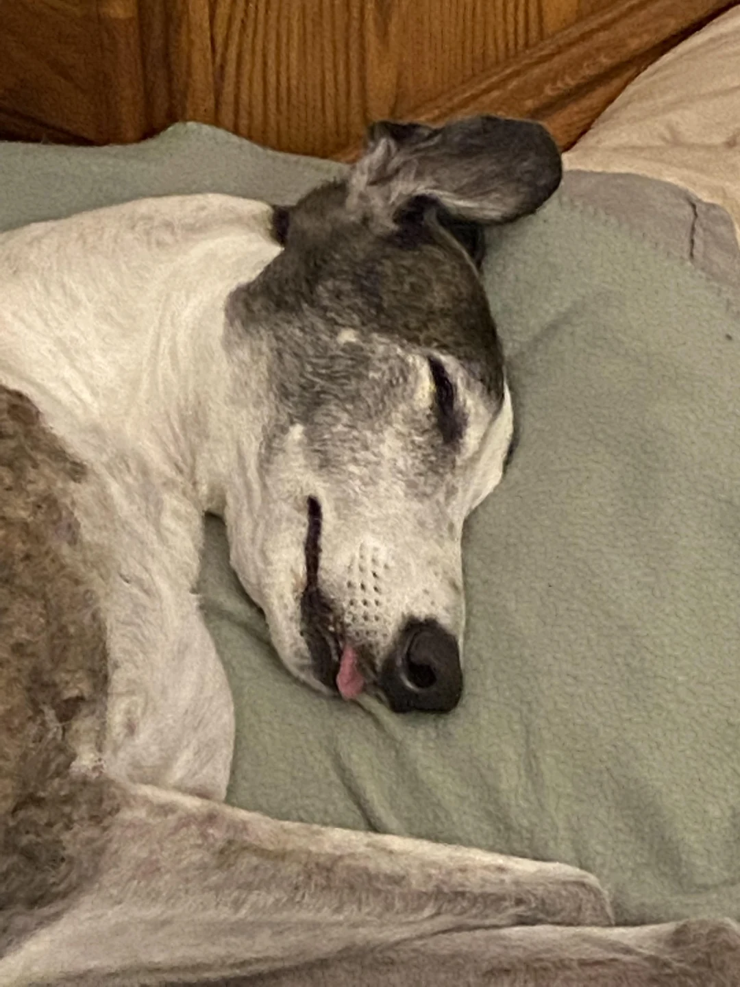 Jenkins T O T submission | Scrolller