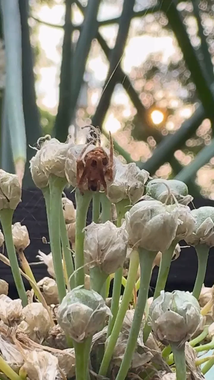 Spider eating a tiny fly | Scrolller