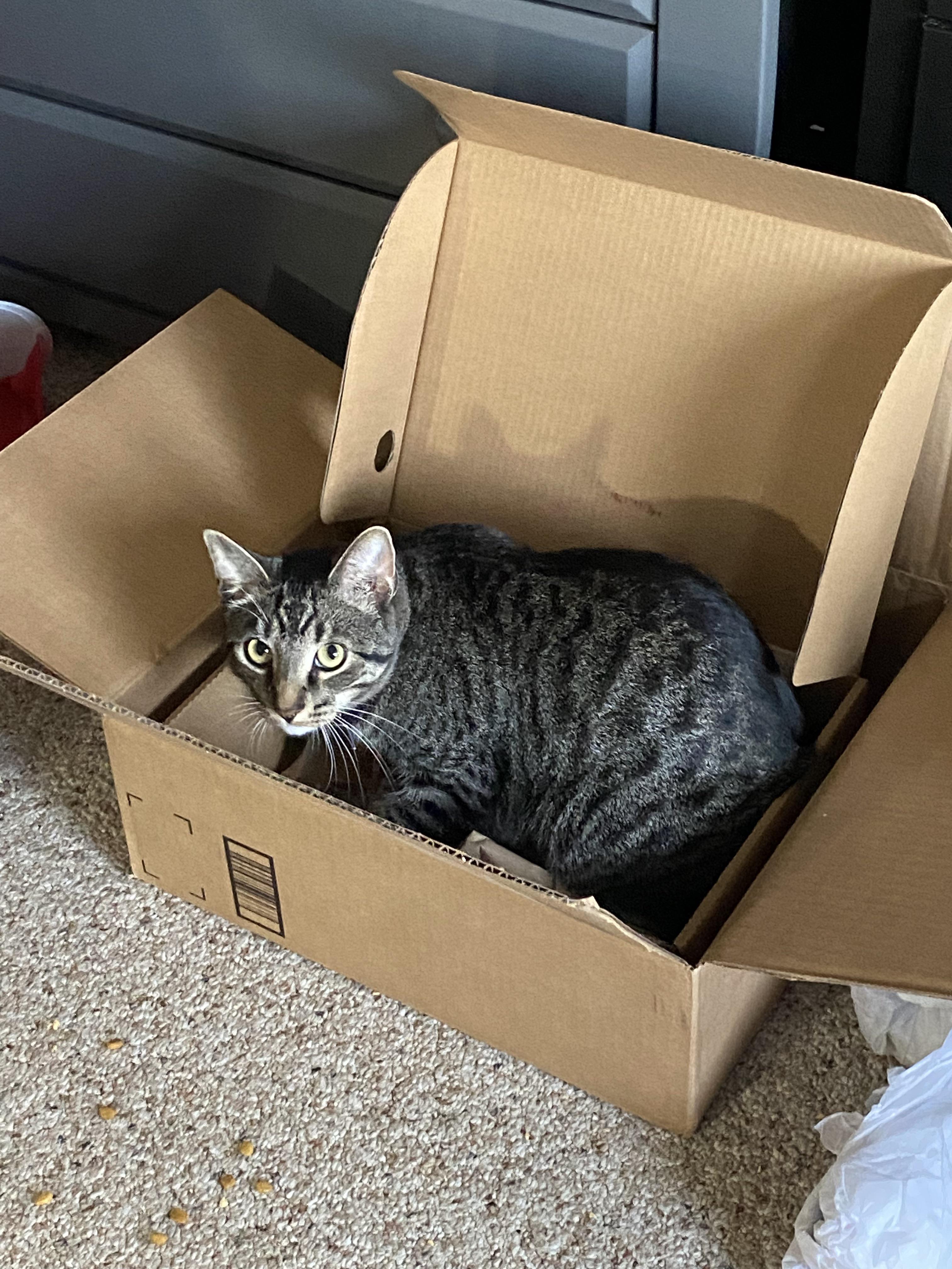 Kaos gets got within 5 seconds of setting the trap | Scrolller