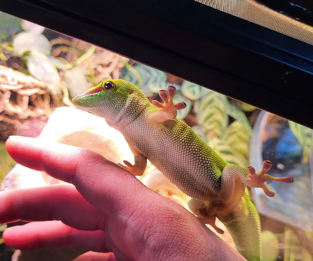 Enrichment for Giant Day Gecko? | Scrolller