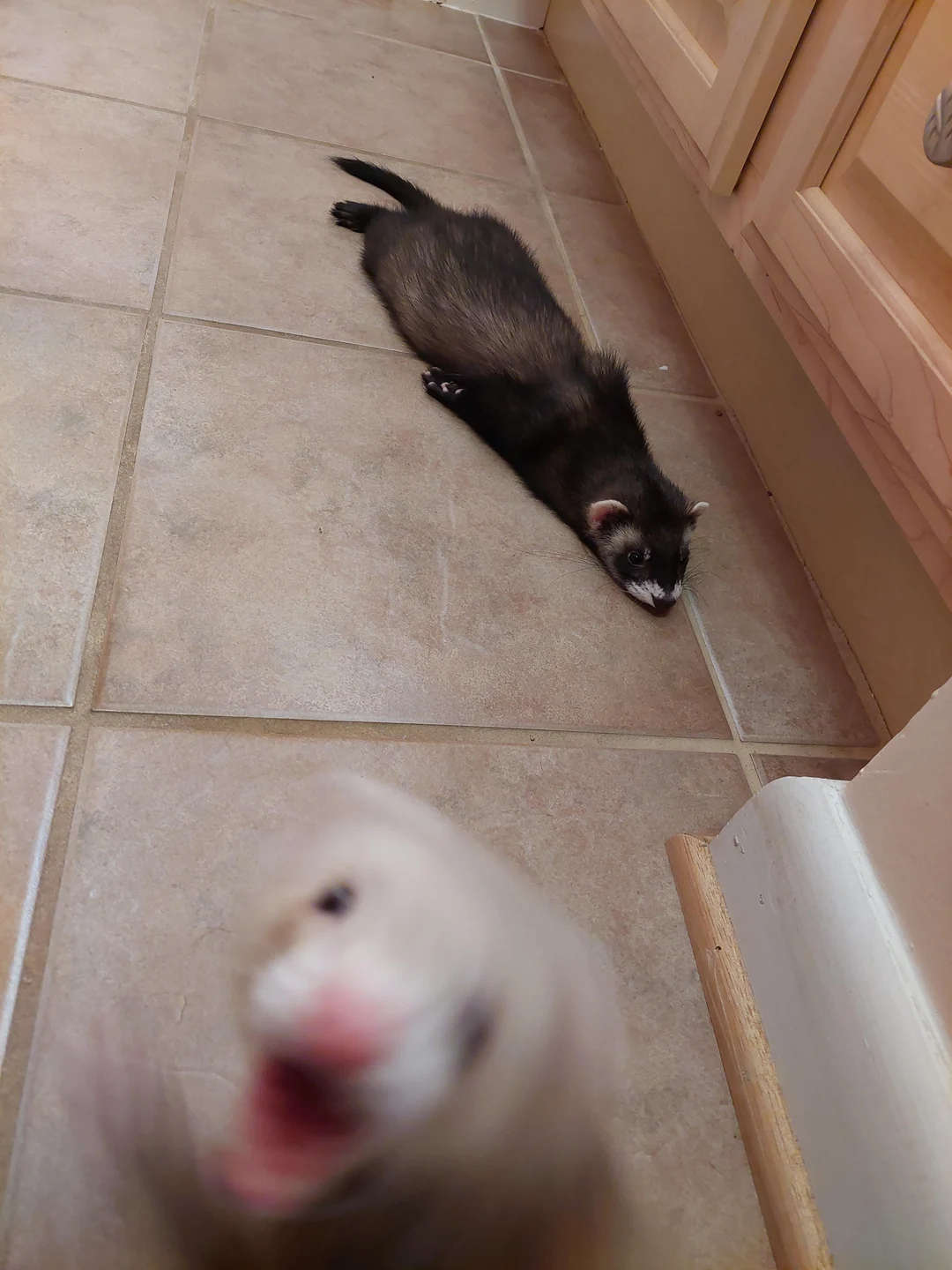 photo bomb! | Scrolller