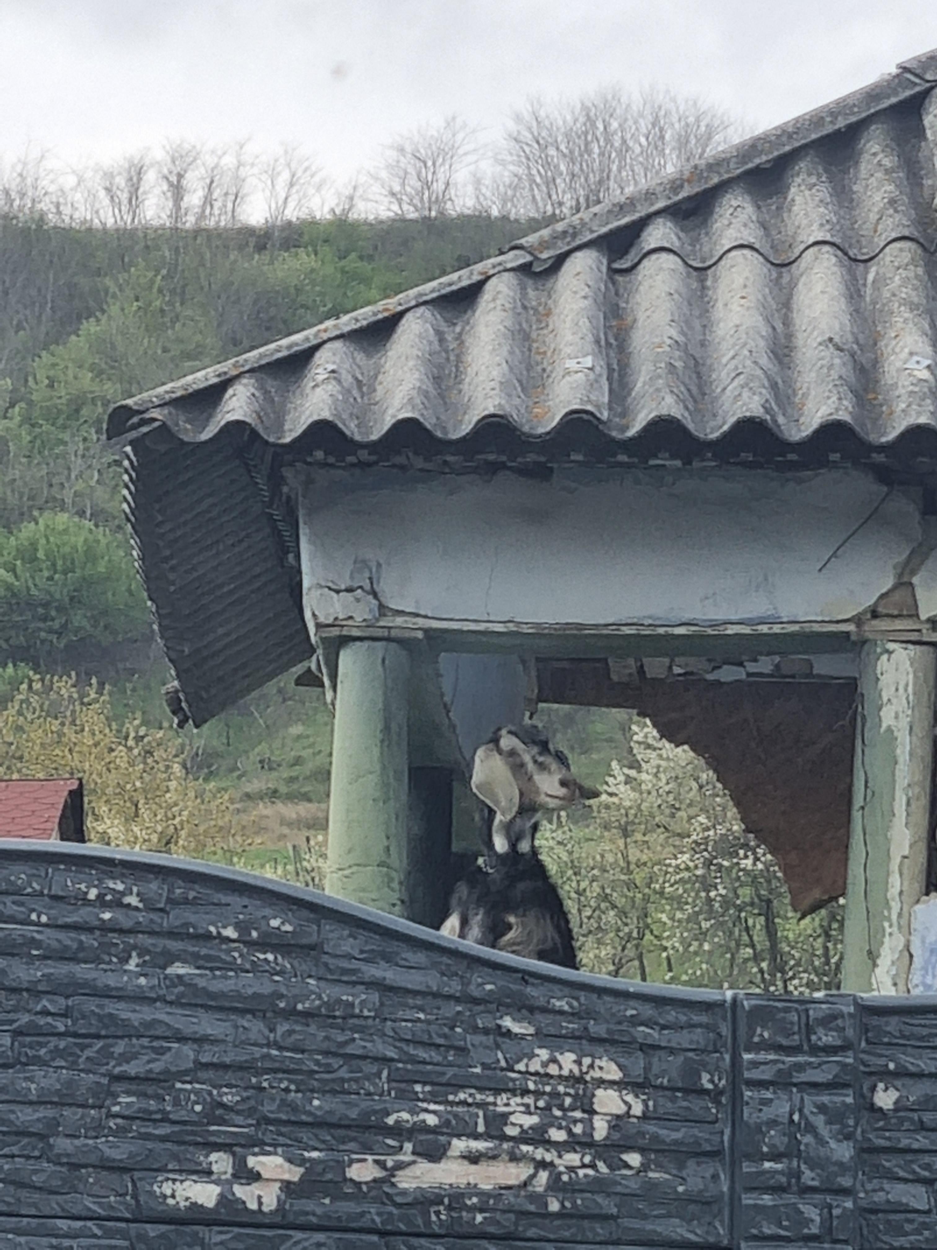 Goat simulator with RTX on | Scrolller