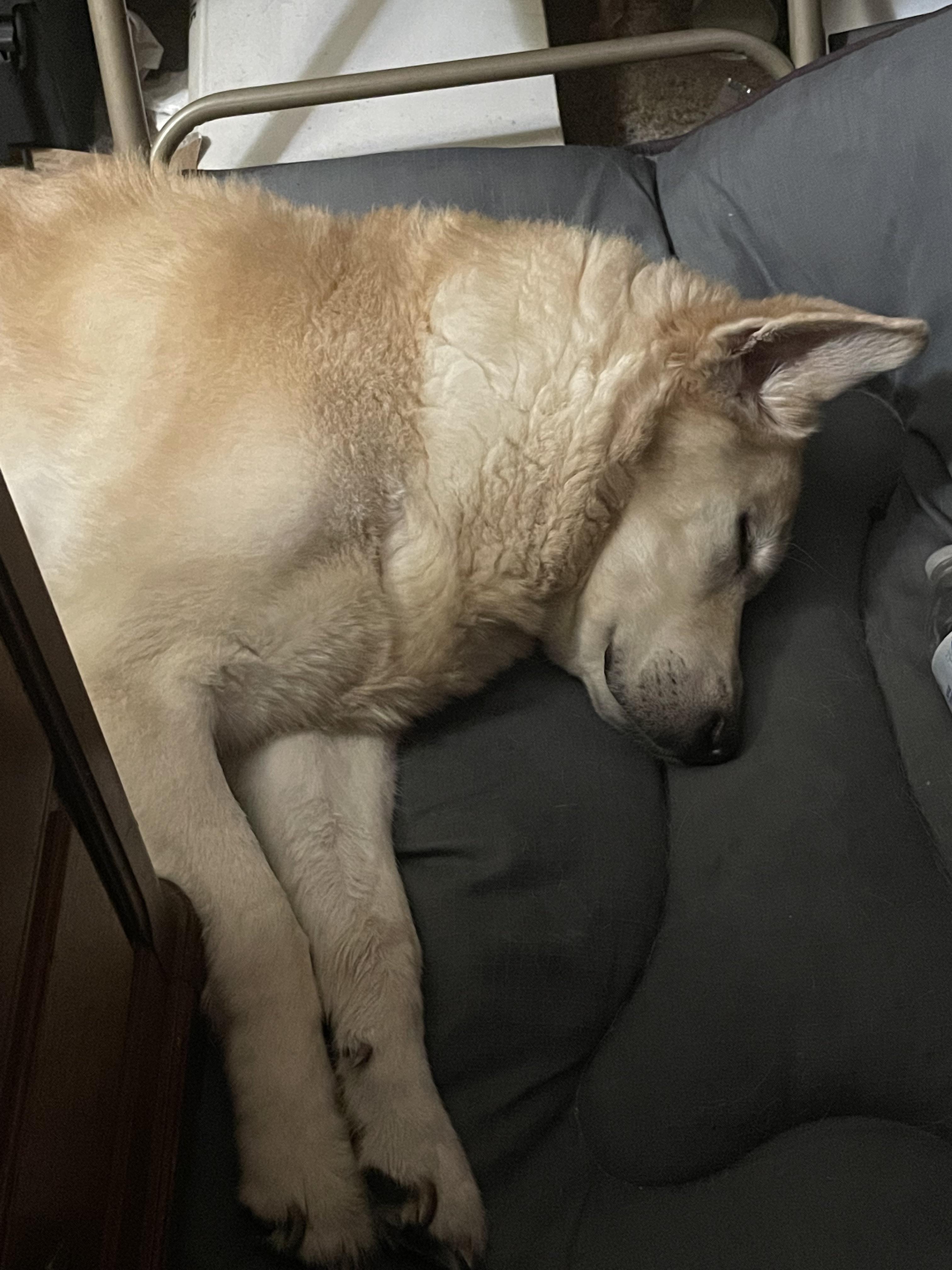 Judge my floof | Scrolller