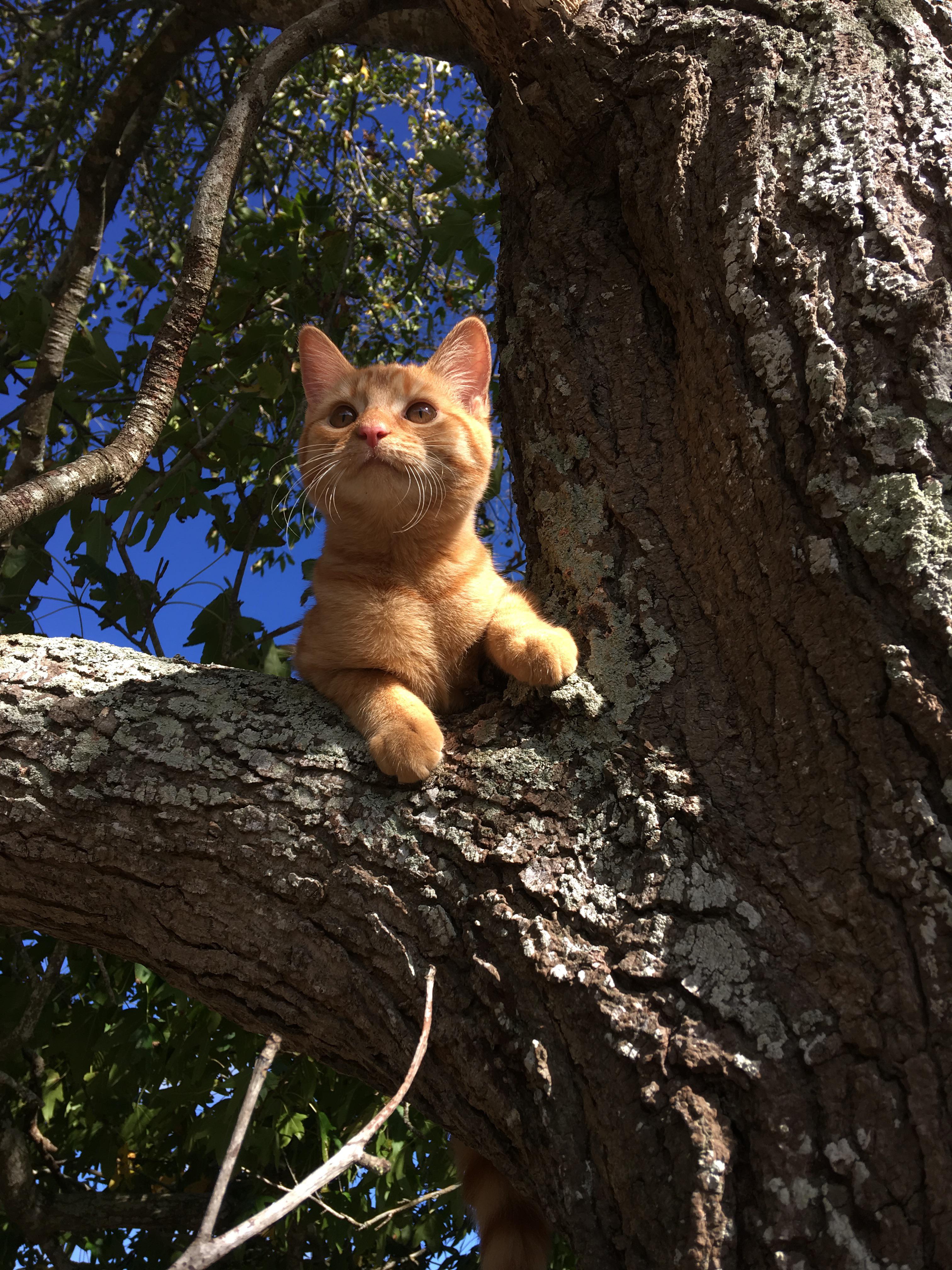 Poet in a tree 🌳 | Scrolller