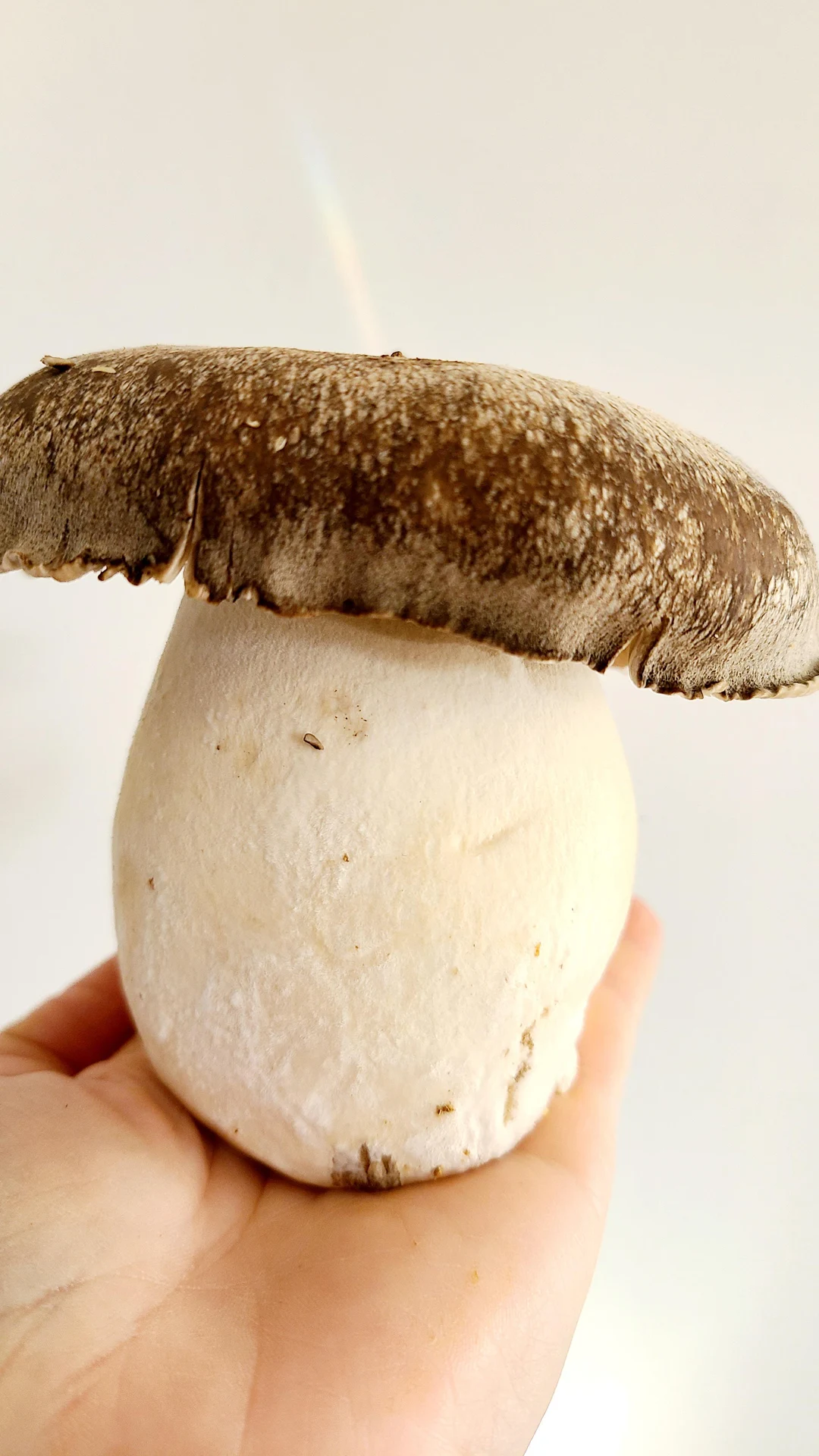 Black Pearl King Oyster | Scrolller