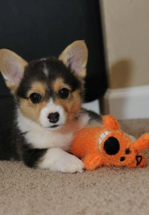 This Cute Pembroke Welsh Corgi 🐶 | Scrolller