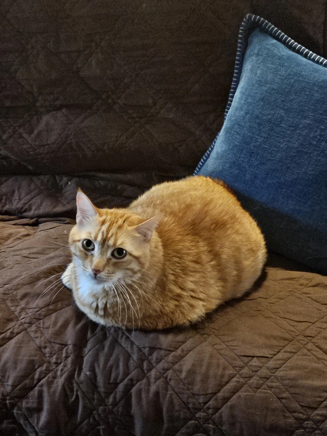Discover more like Catloaf: Pompkin Chonk and Related Content | Scrolller