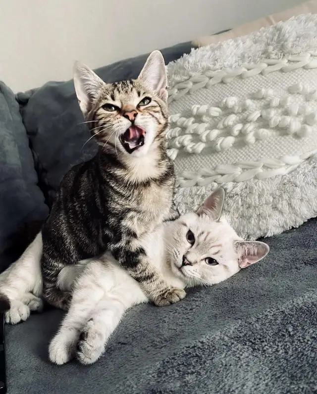 Gio & Fox ️ | Scrolller