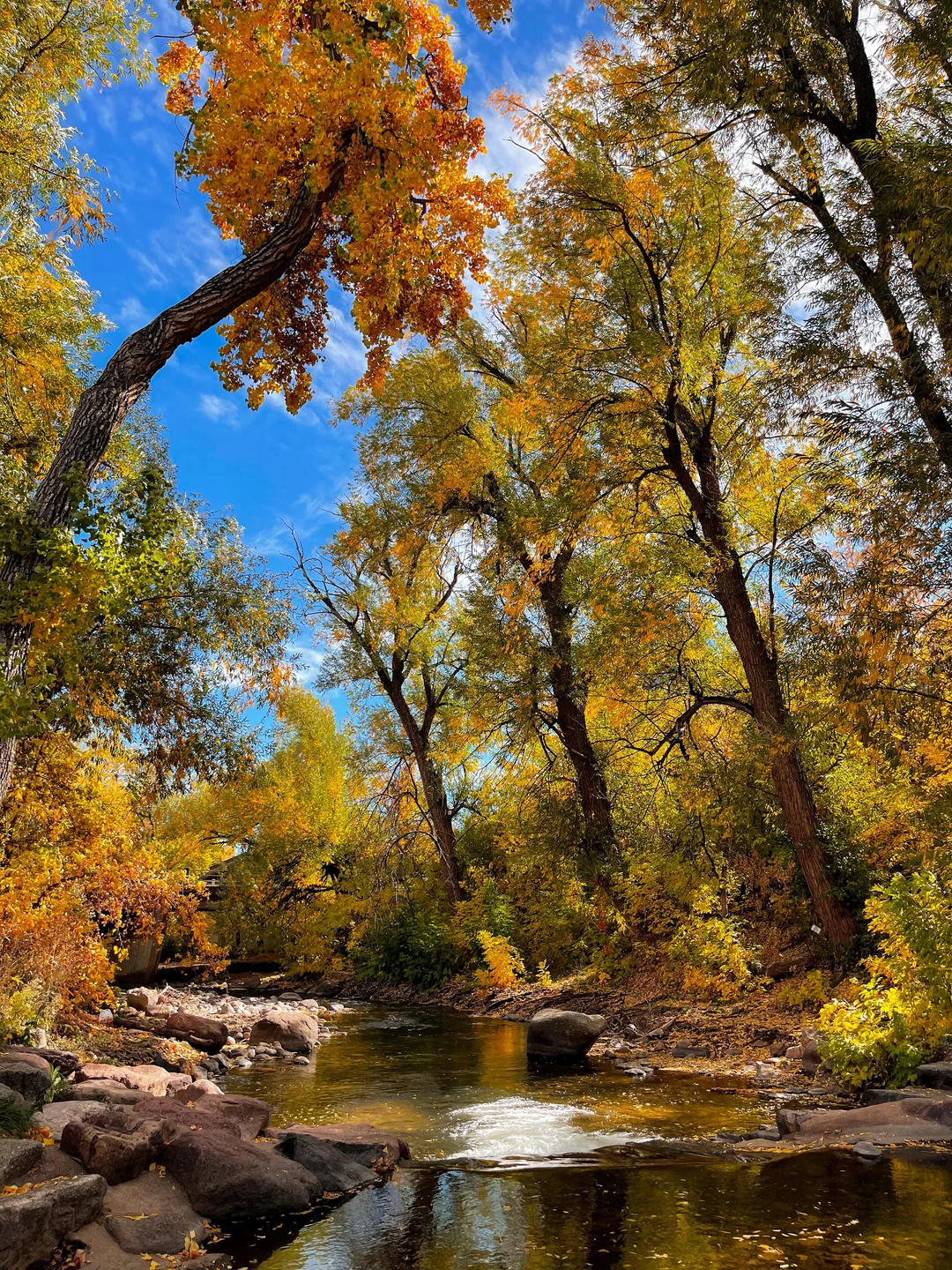 Fall colors in Boulder, Colorado. USA [3024 x 4032] [OC] | Scrolller
