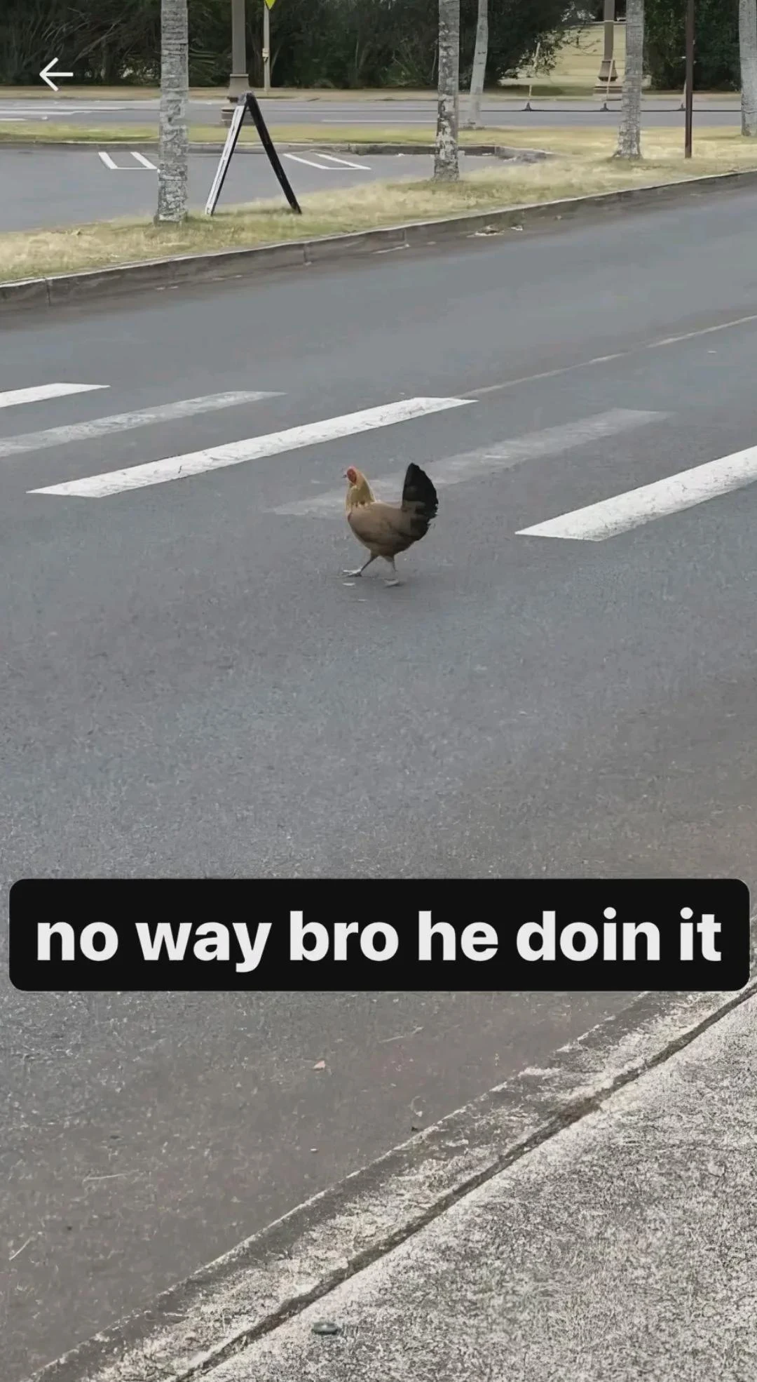 WHY DID HE CROSS THE ROAD? | Scrolller