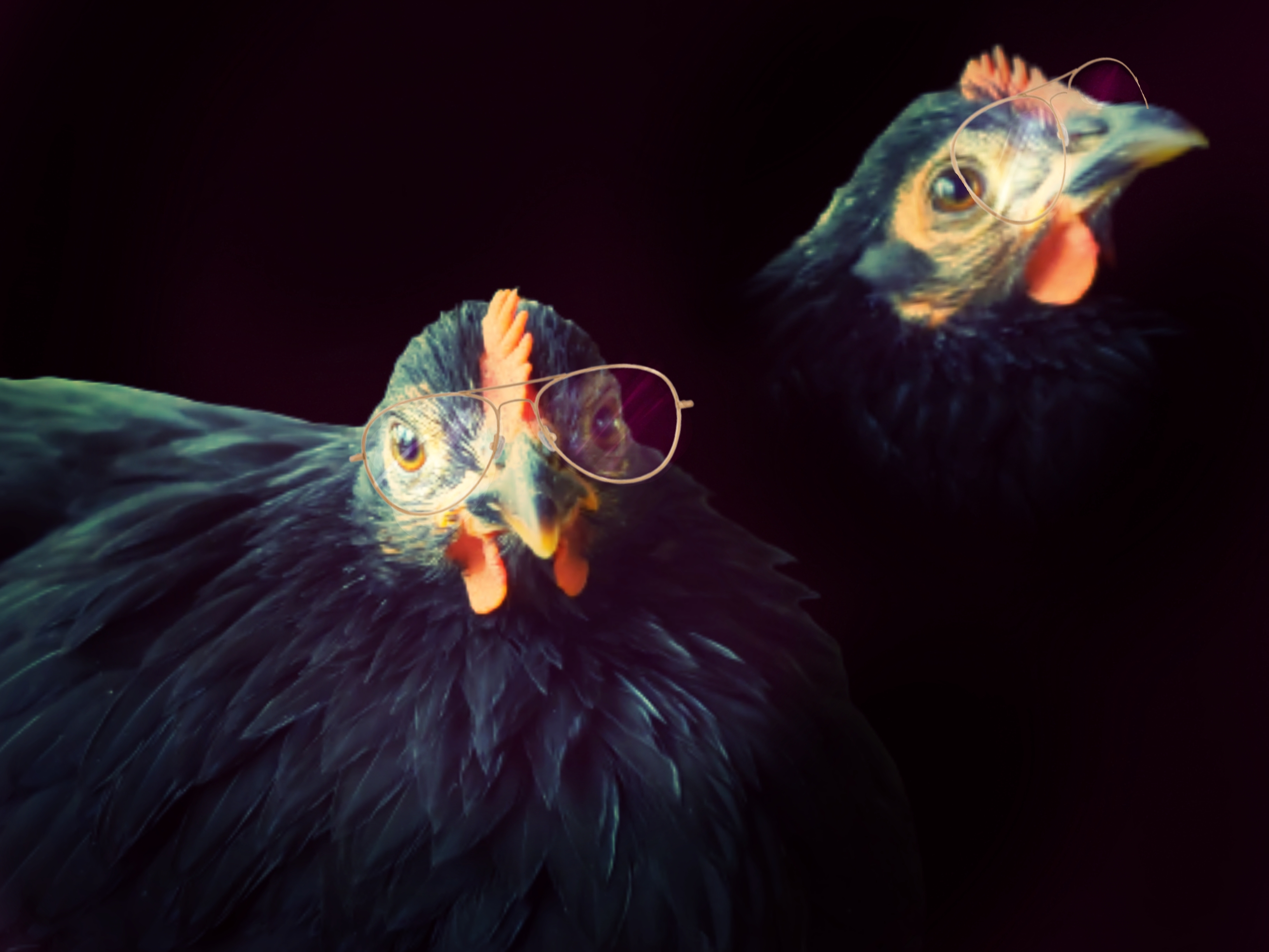 I made an 80s style portrait of my chicken | Scrolller