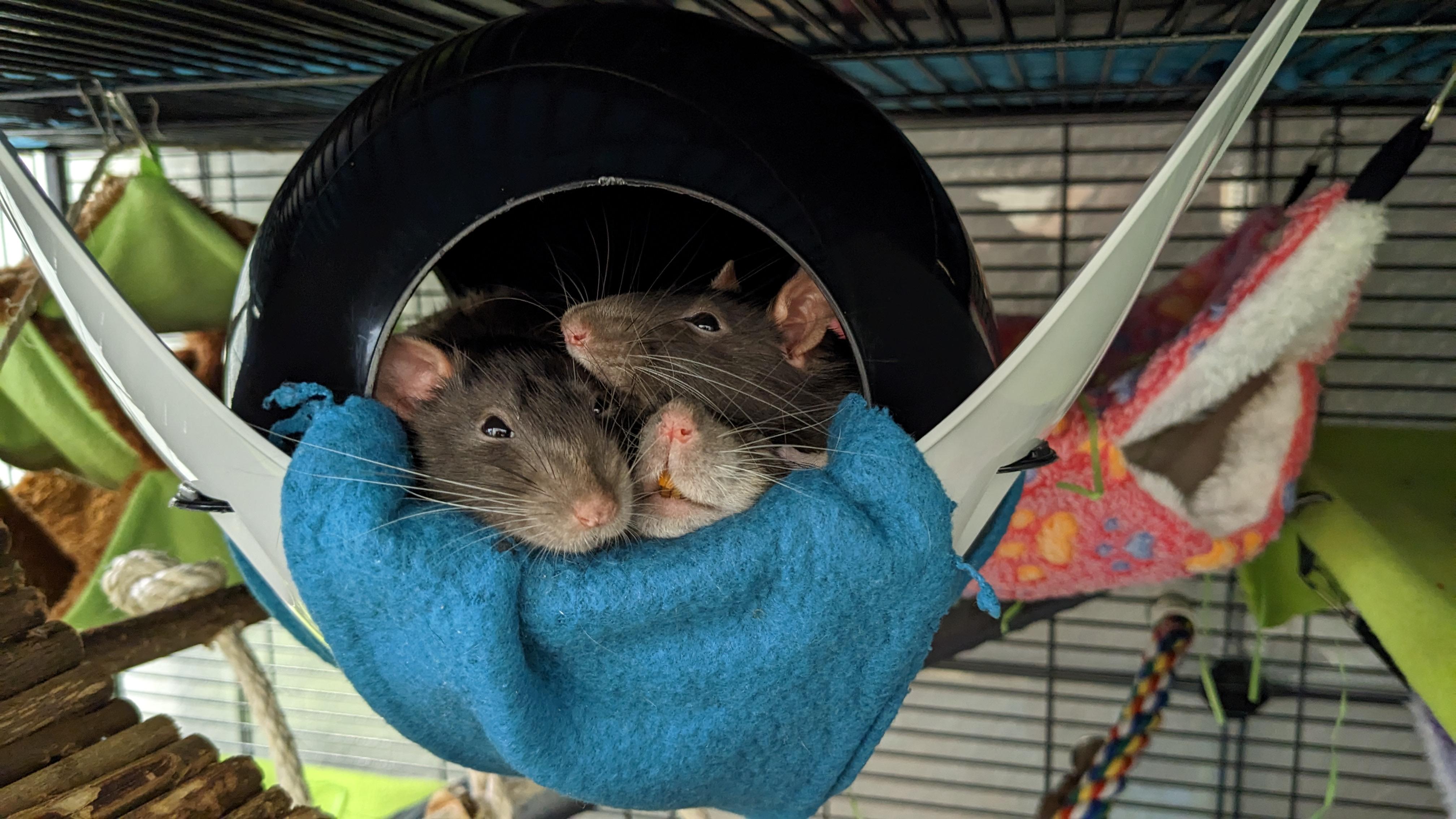 Rat pile 🥹 | Scrolller