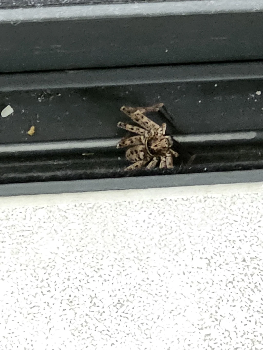 Which is this spider? | Scrolller