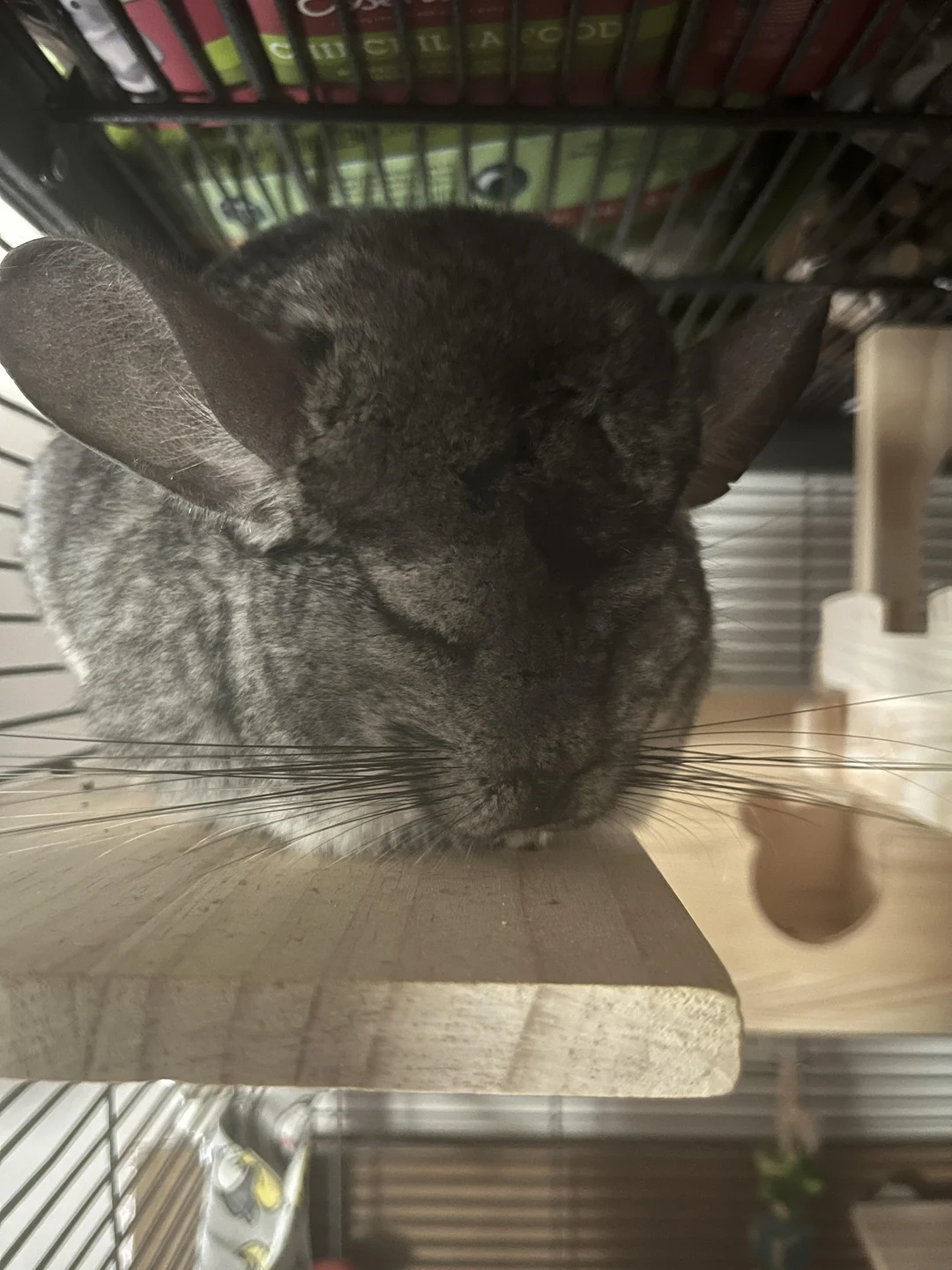 My sweet sleepy Mochi | Scrolller